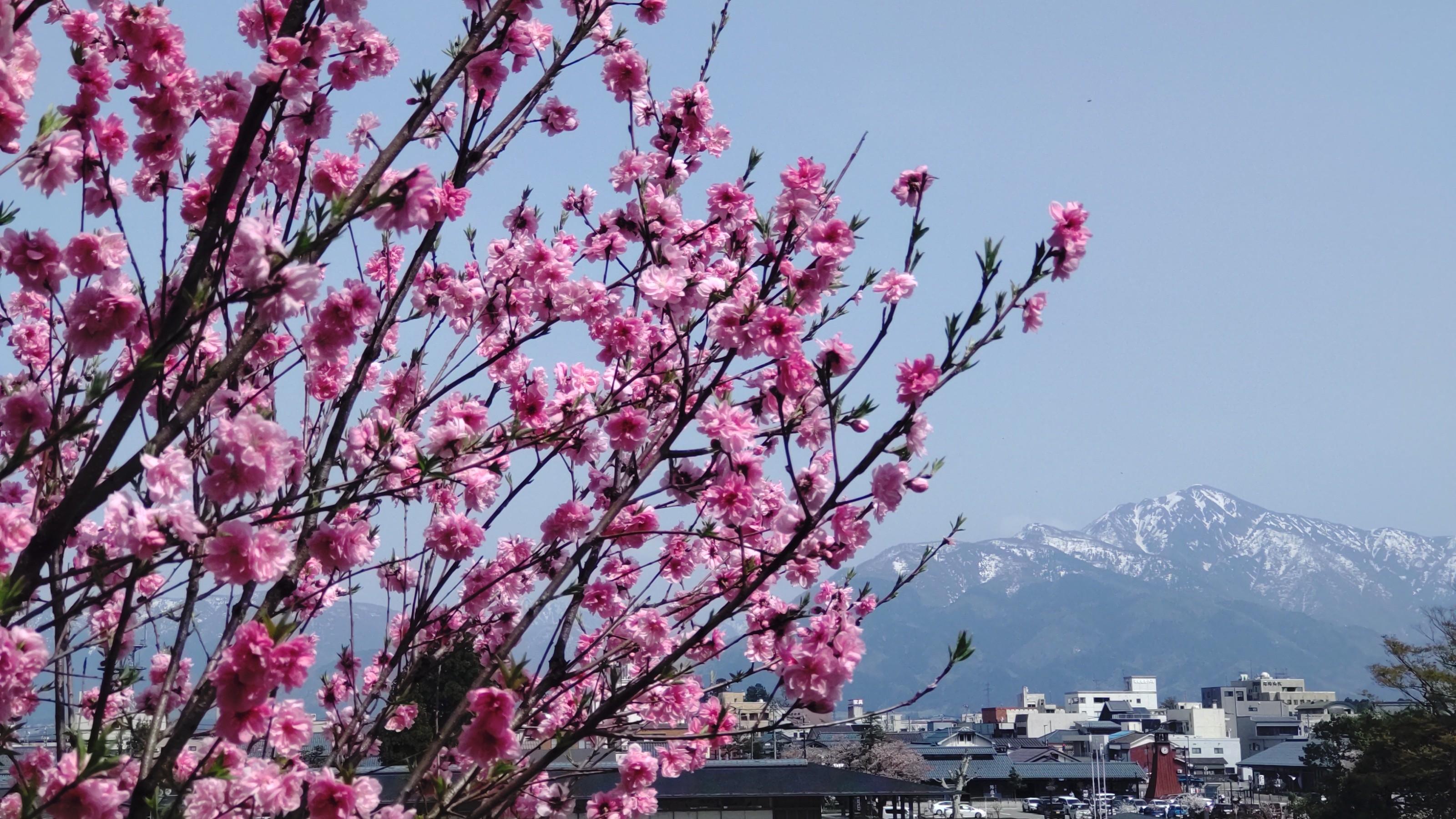 亀山公園 https://tabibto... / てんぐのこさんのモーメント | YAMAP / ヤマップ