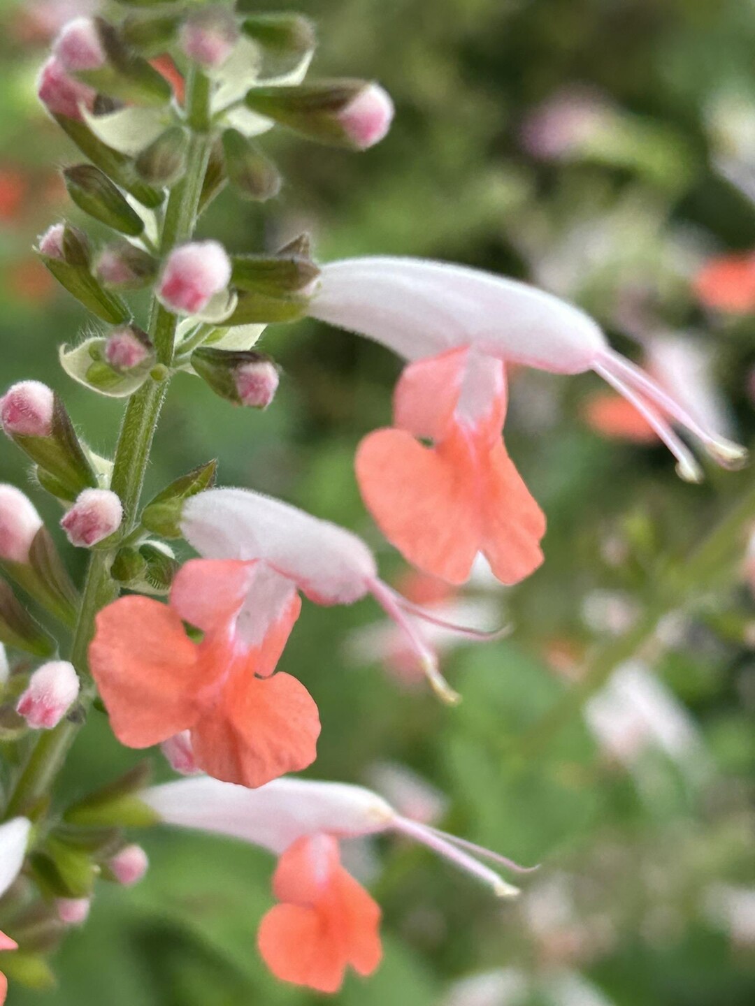 お花便りR5-34 めっきり秋めいてお散... / kaizaさんのモーメント | YAMAP / ヤマップ