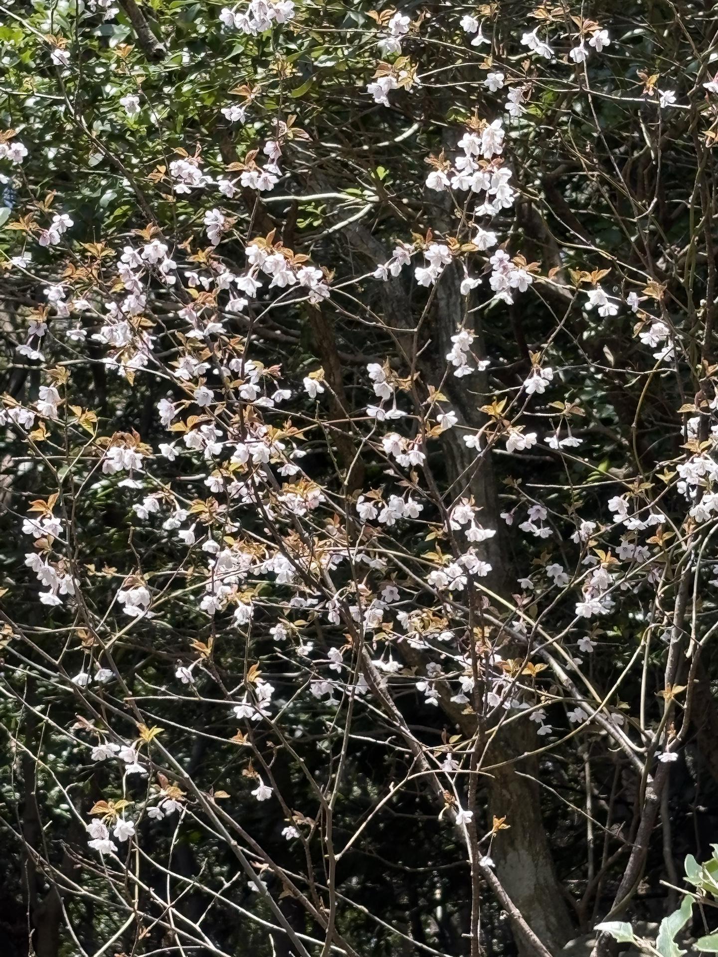 暖かい！春本番 天筒山 / miniさんの天筒山・中池見湿地の活動データ | YAMAP / ヤマップ