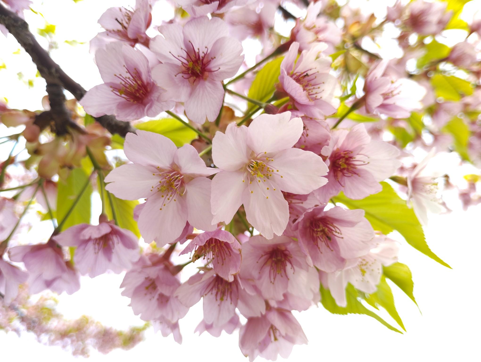 金沢犀川土手の🌸満開まであと少し 示野... / はなさんのモーメント | YAMAP / ヤマップ