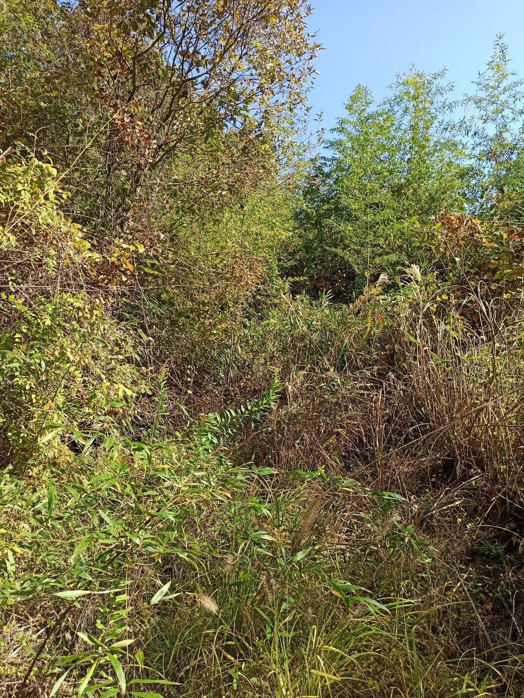 kost_japさんの投稿したフィールドメモ | YAMAP / ヤマップ