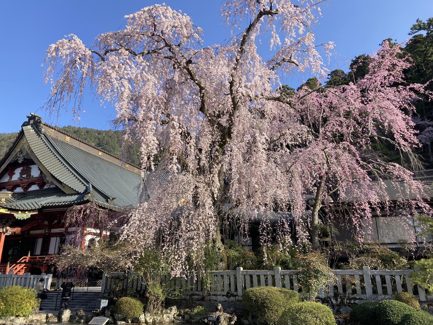 桜満開🌸おかわり身延山 / satochanさんの七面山・身延山の活動データ | YAMAP / ヤマップ