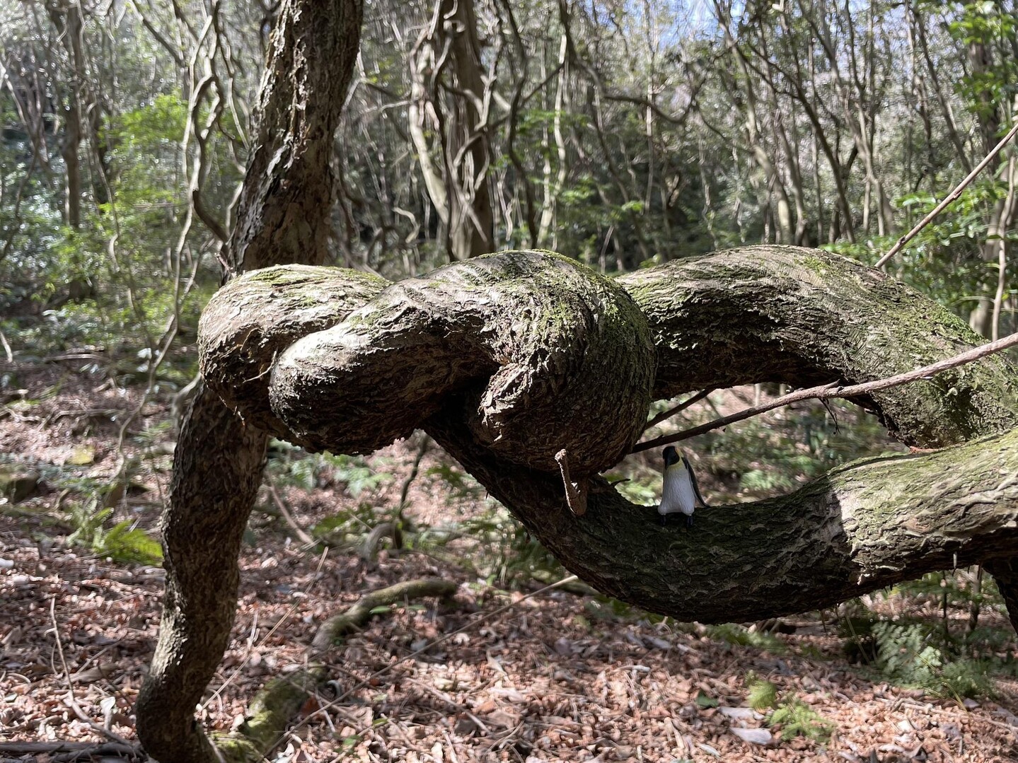 生駒の山々巡り😊 / YassYassさんの生駒山・神津嶽・大原山の活動データ | YAMAP / ヤマップ