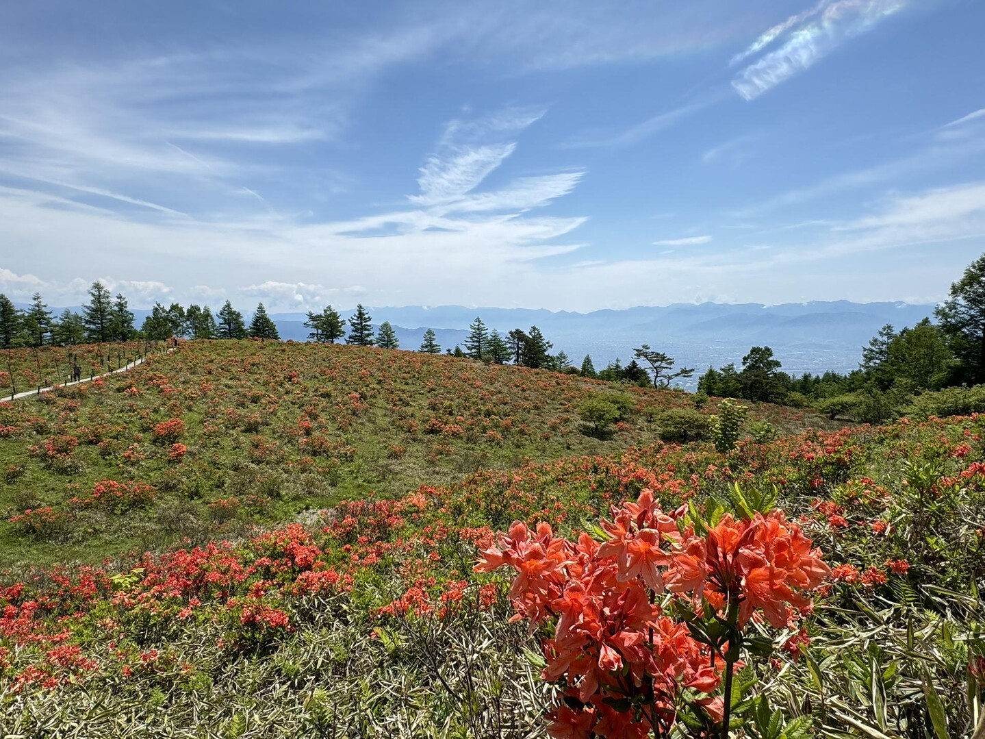 甘利山のレンゲツツジ見頃です☺️ / Rioさんのモーメント | YAMAP / ヤマップ