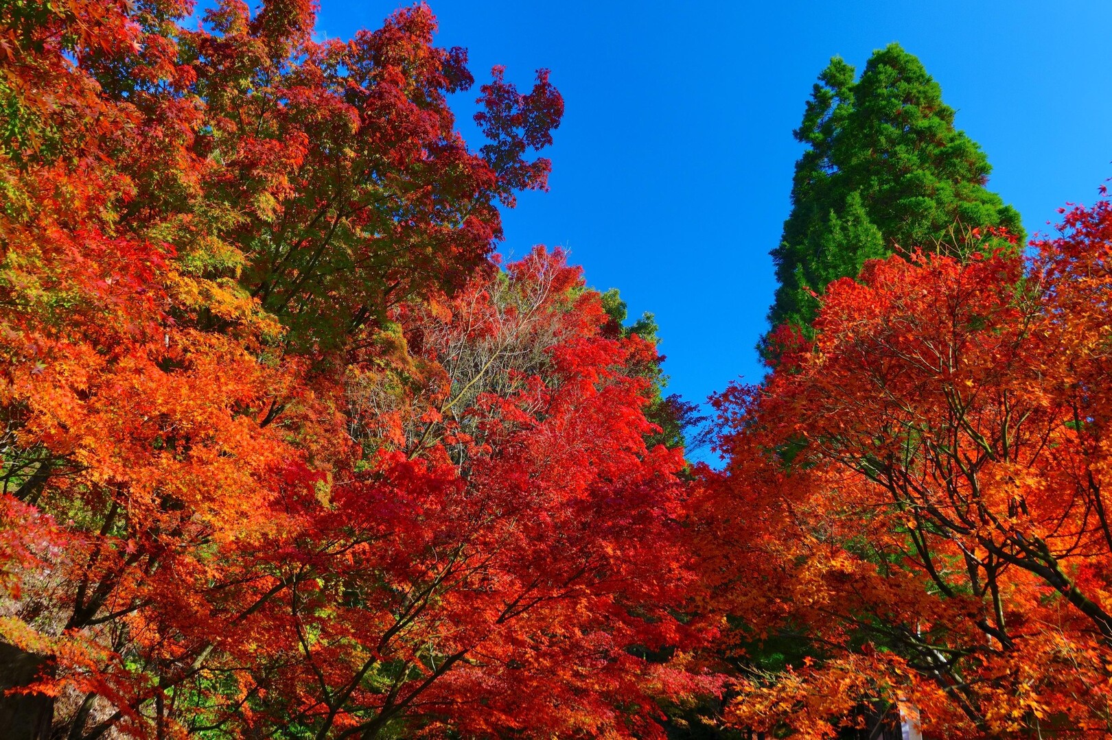 間夫・・・吞山観音寺の紅葉 / masamasaさんの犬鳴山・西山（鮎坂山）の活動日記 | YAMAP / ヤマップ