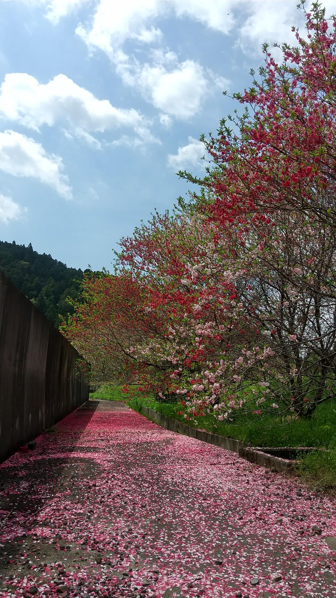 20250412 大尾山 2 / Chikaさんの八高山・神尾山・大尾山の活動データ | YAMAP / ヤマップ