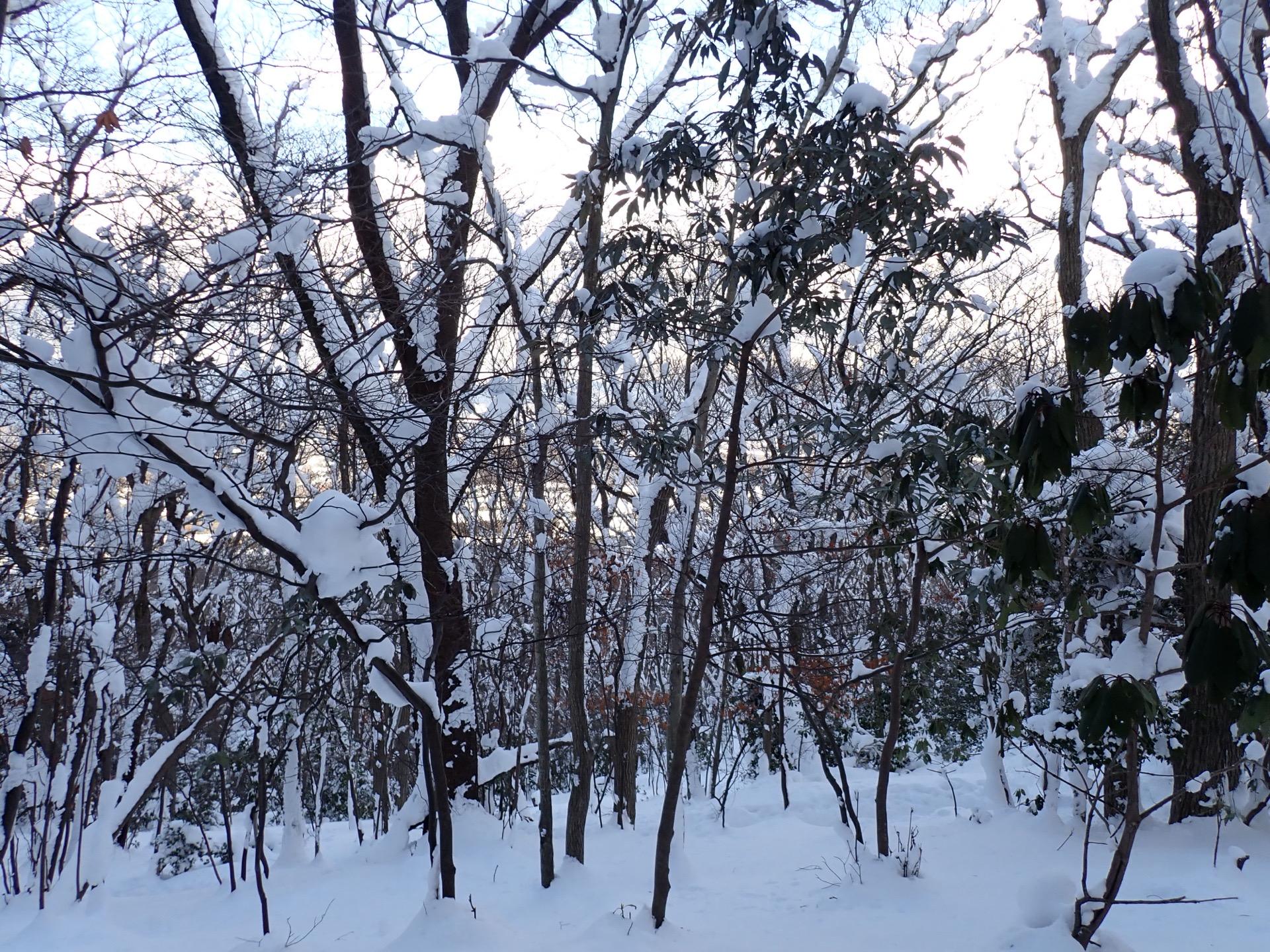 藤原岳 / Hiro_10さんの藤原岳・御池岳の活動日記 | YAMAP / ヤマップ