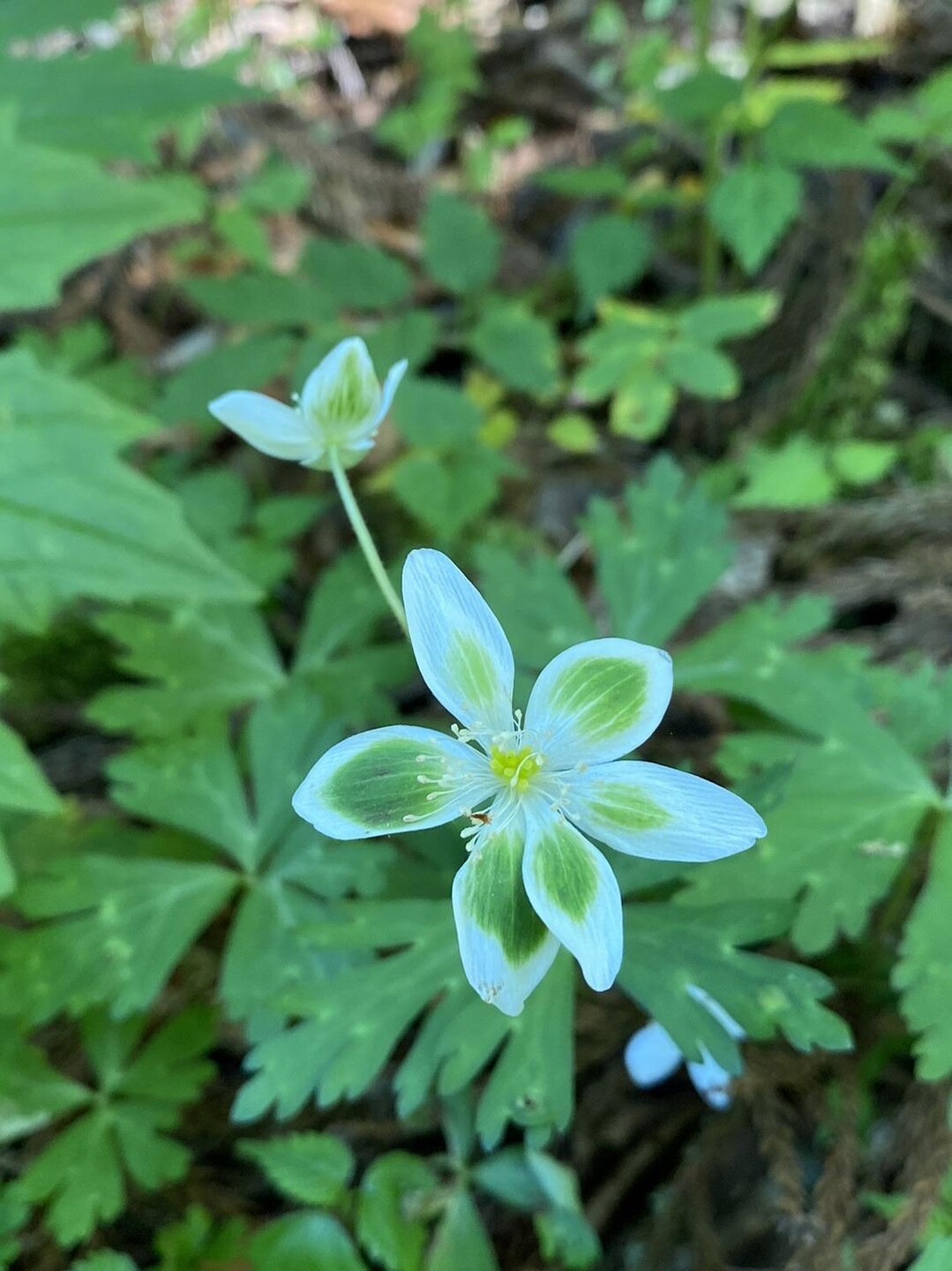 八溝山 / hanさんの八溝山・池ノ平の活動データ | YAMAP / ヤマップ