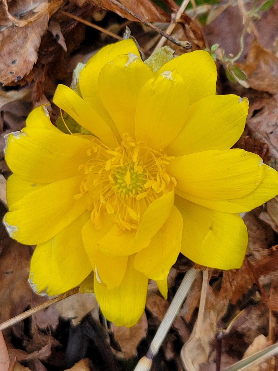 mimiのページ | YAMAP / ヤマップ