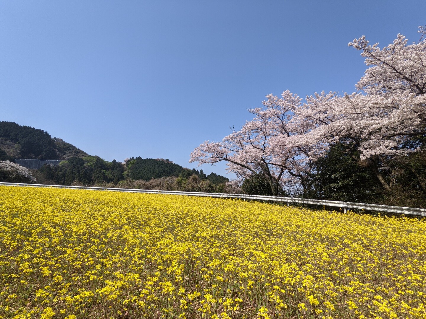 法皇湖周回 80's クロモリロードバイク ポタリング / BIK局長さんの赤星山・豊受山の活動データ | YAMAP / ヤマップ