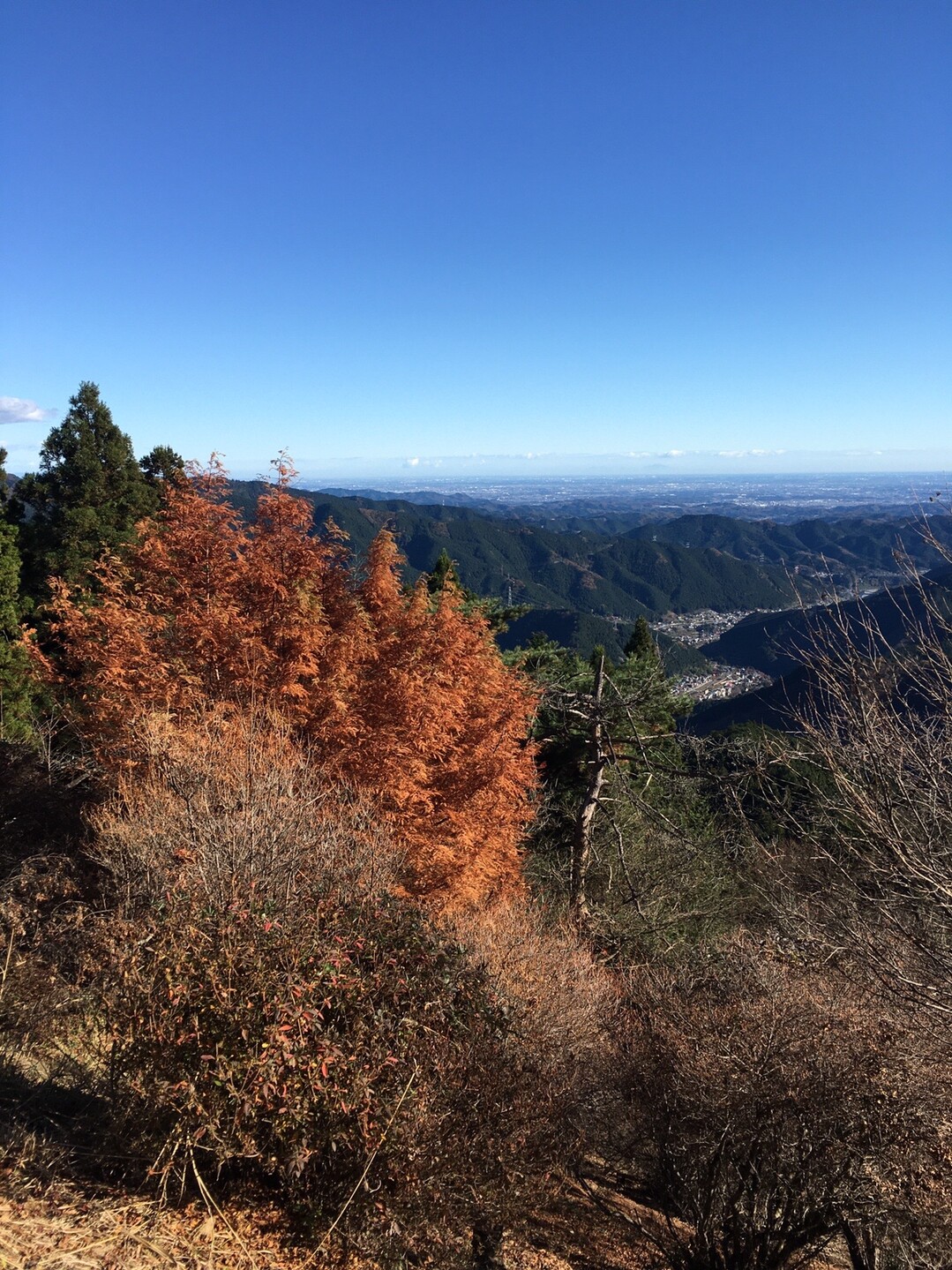 大岳山・御岳山・御前山-2020-11-28 / CONYさんの大岳山・御岳山・御前山の活動データ | YAMAP / ヤマップ