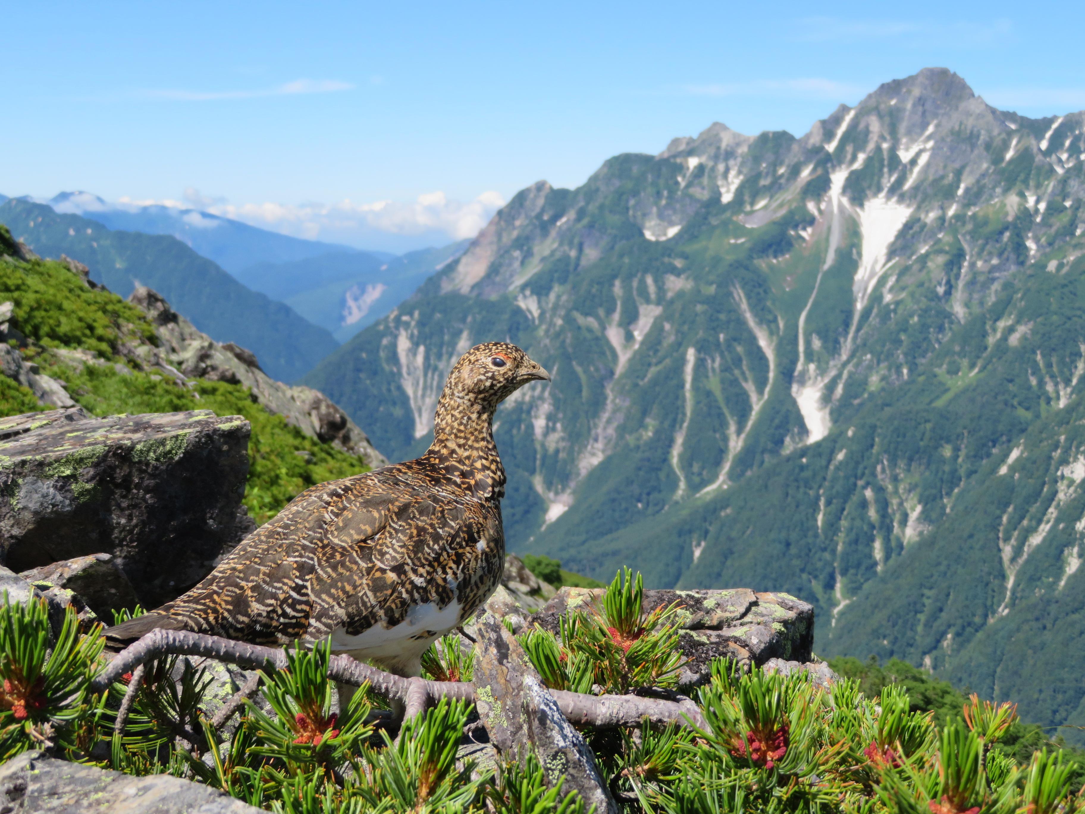 蝶ヶ岳〜常念岳（三股から周回）絶景縦走、でもしんどい / dokoikoさんの常念岳・大天井岳・燕岳の活動データ | YAMAP / ヤマップ
