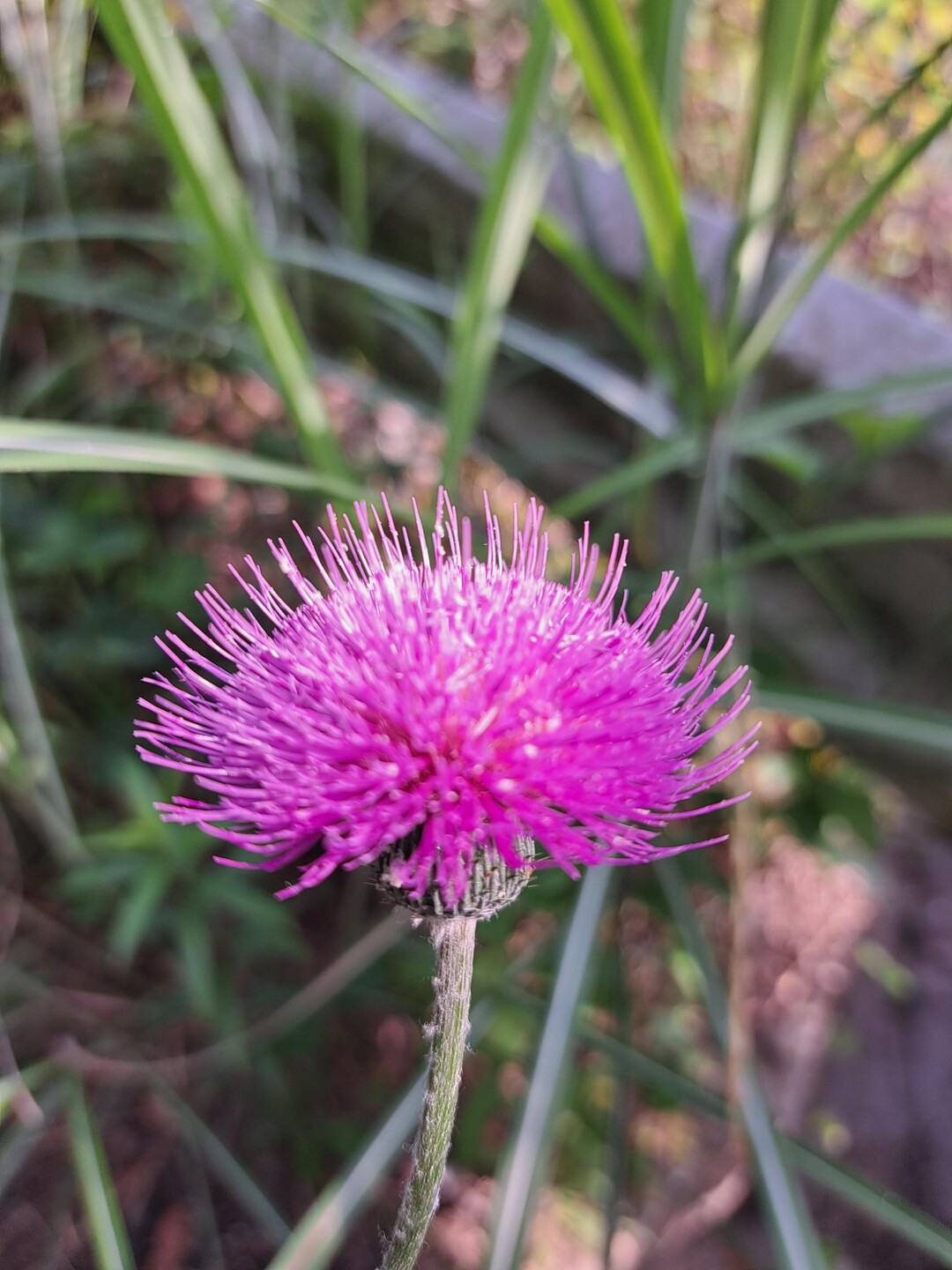 登山欲暴発💣️2座目 田房山 / DSHさんの虚空蔵山の活動データ | YAMAP / ヤマップ