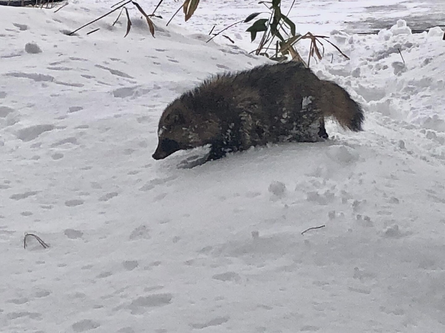 白旗山とタヌキ / katuraさんの白旗山の活動データ | YAMAP / ヤマップ
