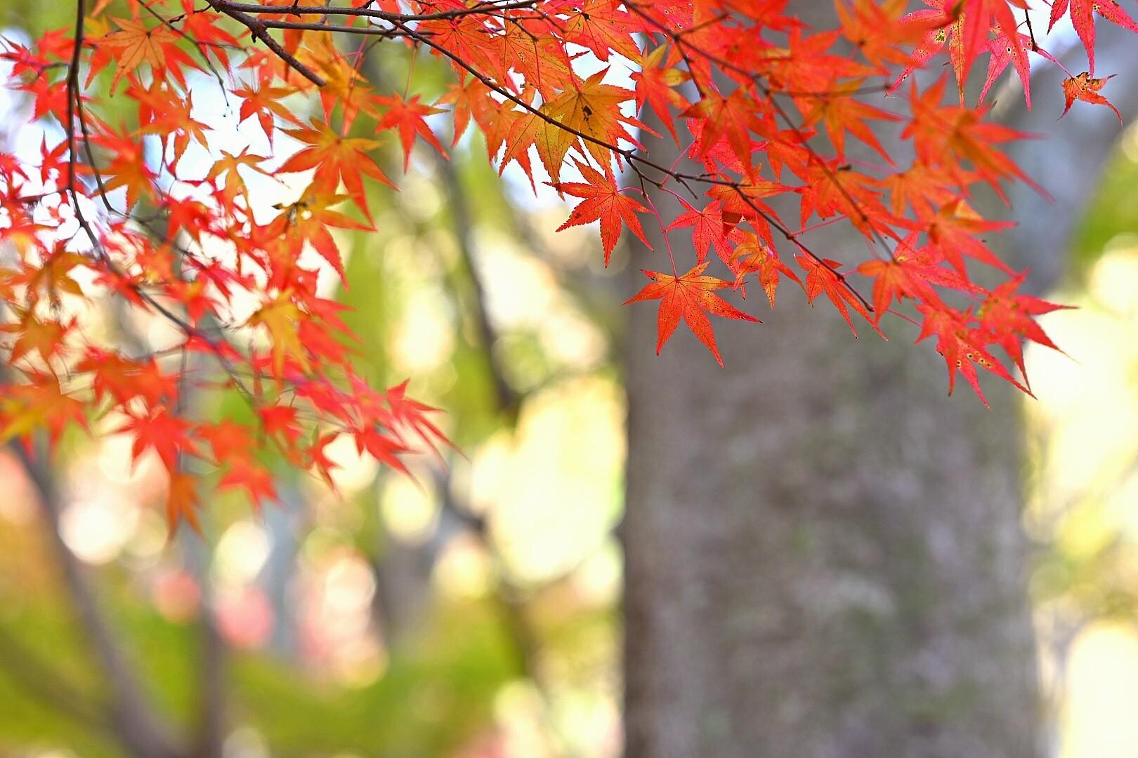 釈迦岳・カラ岳・次郎坊山・比良明神・前山 / taroさんの比良山地・武奈ヶ岳・釈迦岳の活動データ | YAMAP / ヤマップ