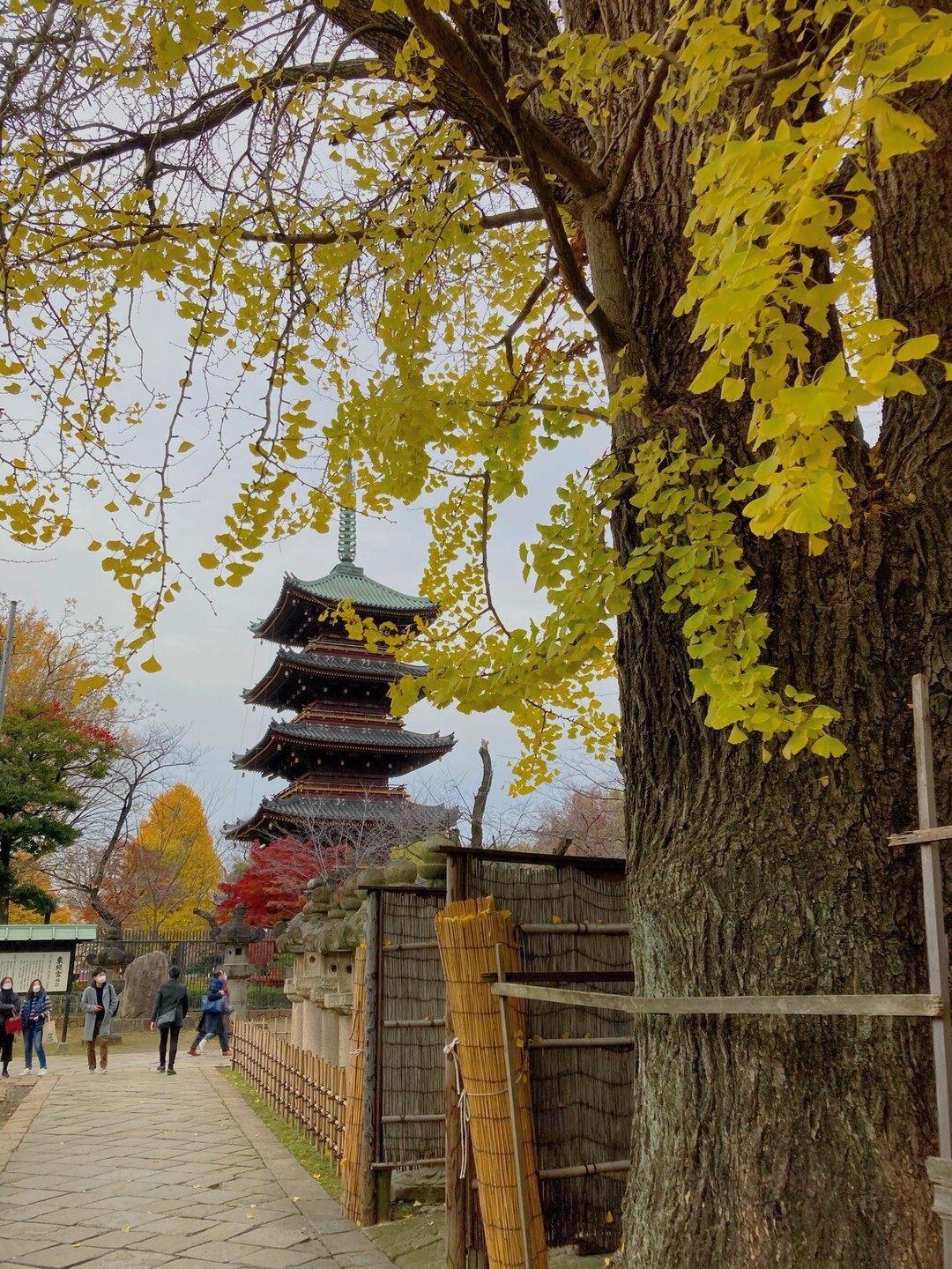 上野の山をブラリ〜 / とんとんさんのウォーキングの活動データ | YAMAP / ヤマップ