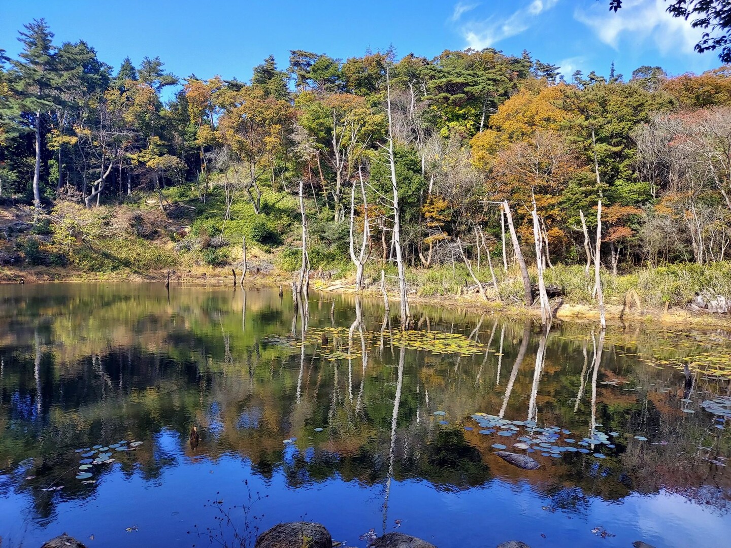 六甲はピークいっぱい🙌 / roseさんの六甲山・長峰山・摩耶山の活動データ | YAMAP / ヤマップ