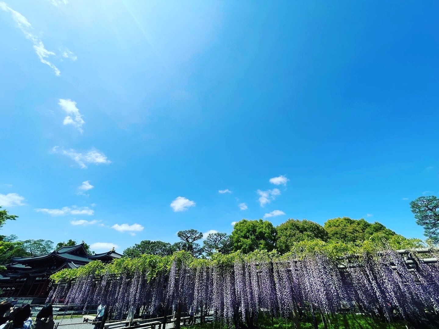 藤満開の平等院へ行ってきました htt... / miniさんのモーメント | YAMAP / ヤマップ