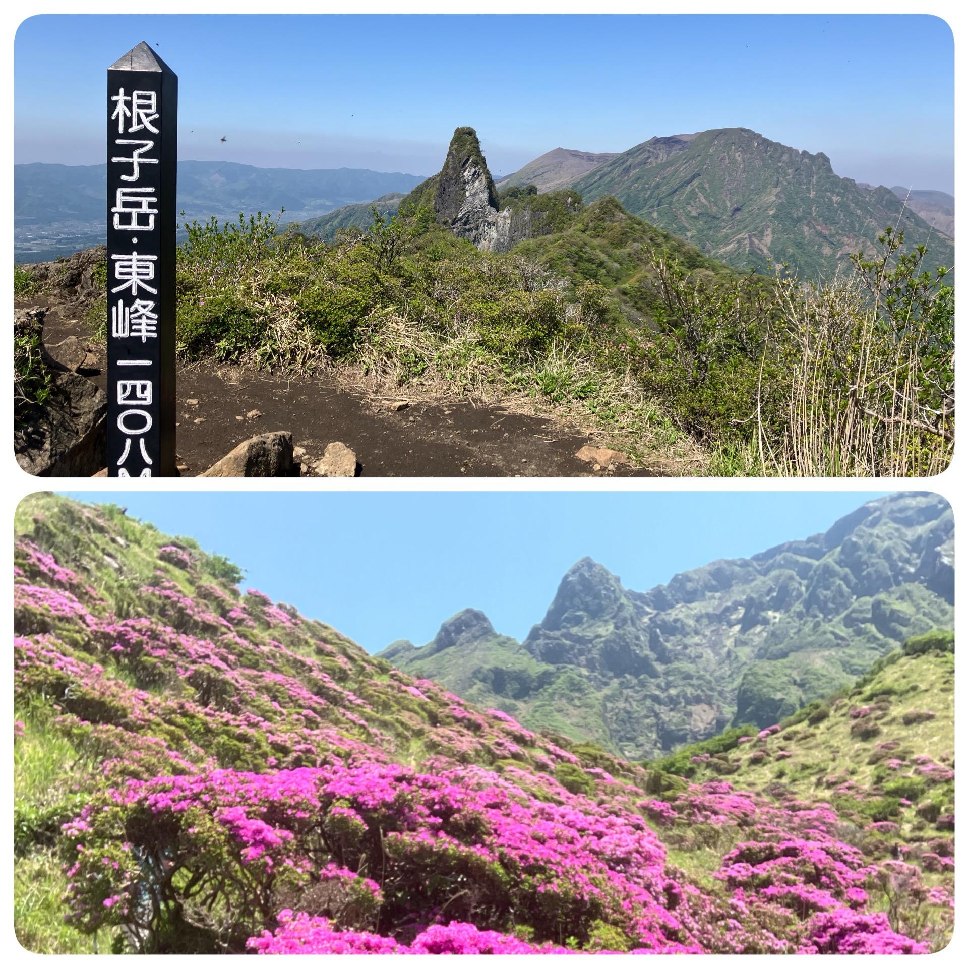 初めての 根子岳東峰 仙酔峡の ミヤマキリシマ / motomickyさんの阿蘇山・高岳・根子岳の活動データ | YAMAP / ヤマップ