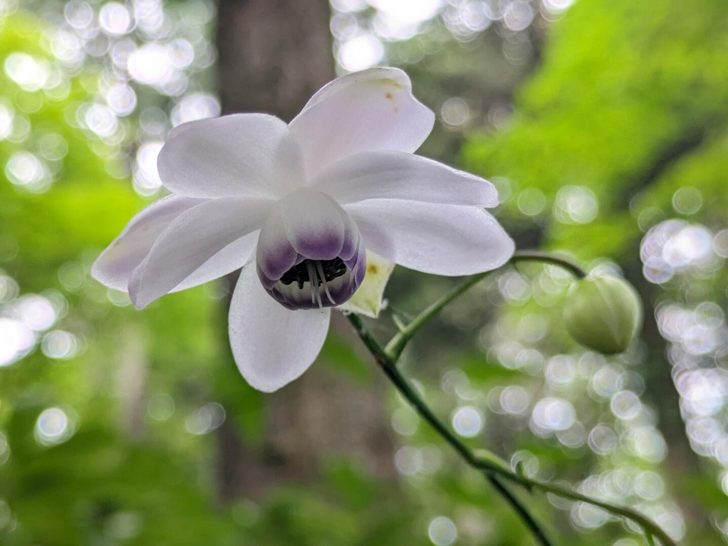 森の妖精🧚‍♀七代の滝💧と😋 / ☆futa☆さんの大岳山・御岳山・御前山の活動データ | YAMAP / ヤマップ