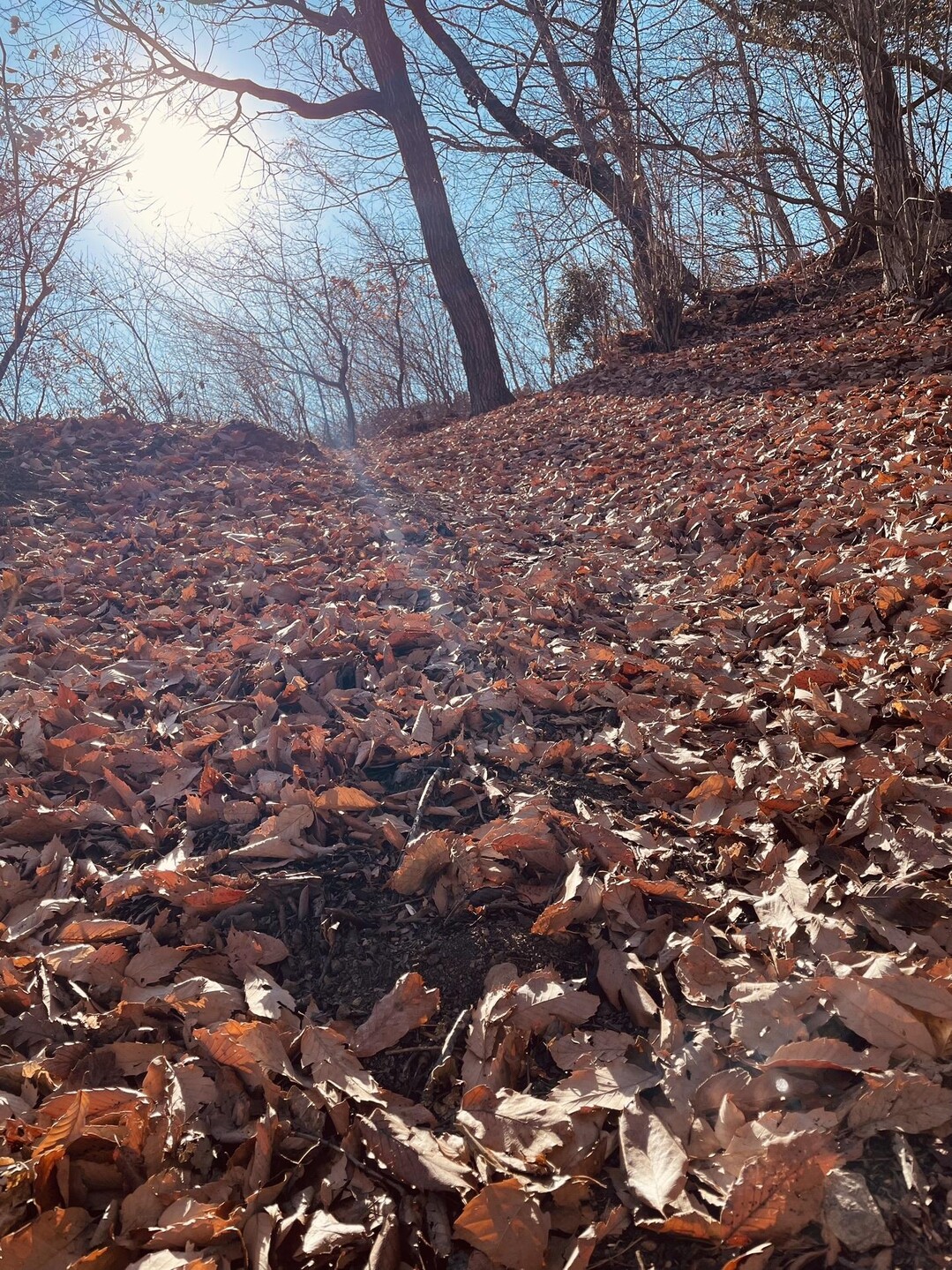 城山(八束山)＆朝日岳 / mi-oさんの牛伏山・城山の活動日記 | YAMAP / ヤマップ