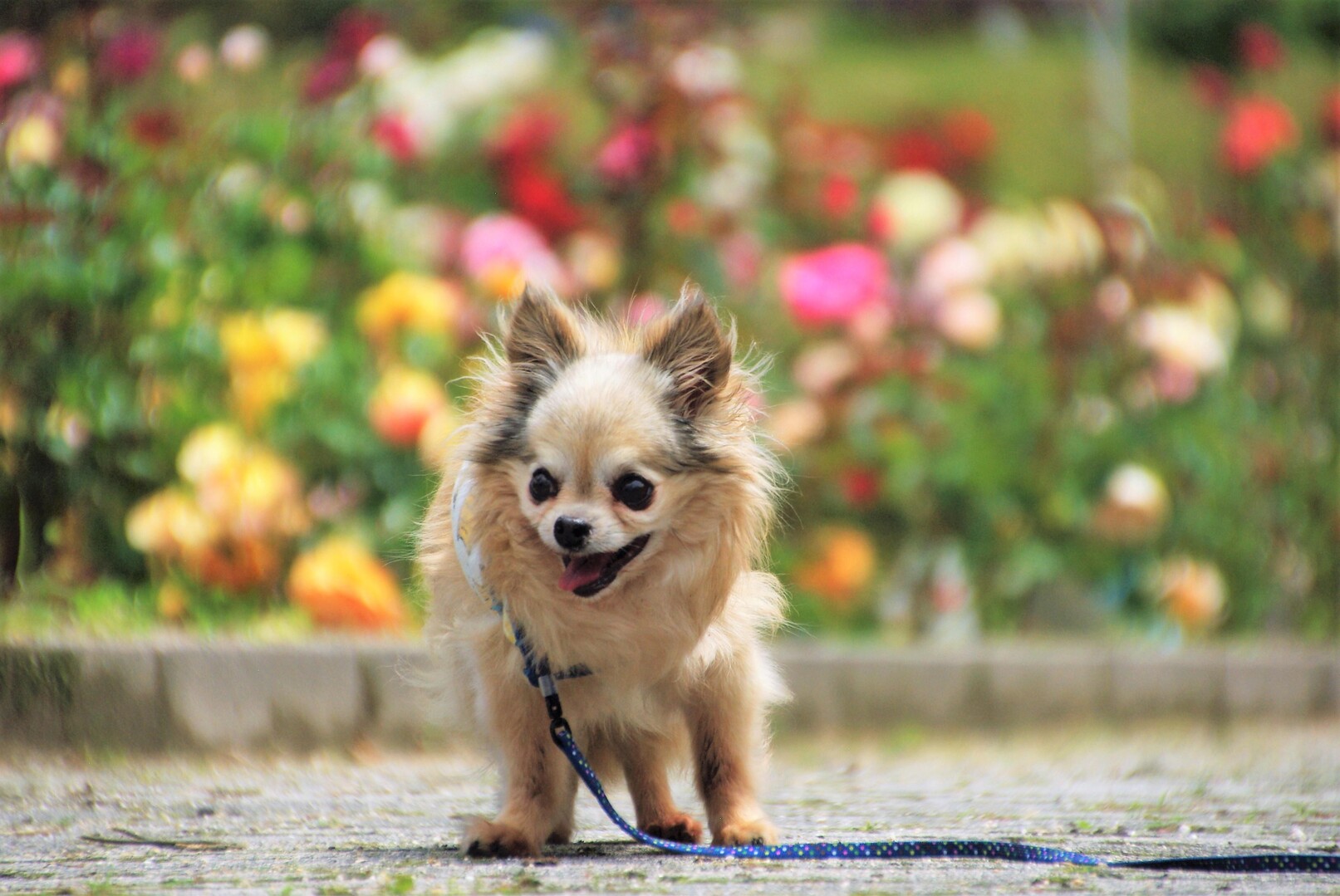 蜂ヶ峯総合公園🌹 お散歩🐾 / kbさんのウォーキングの活動データ | YAMAP / ヤマップ