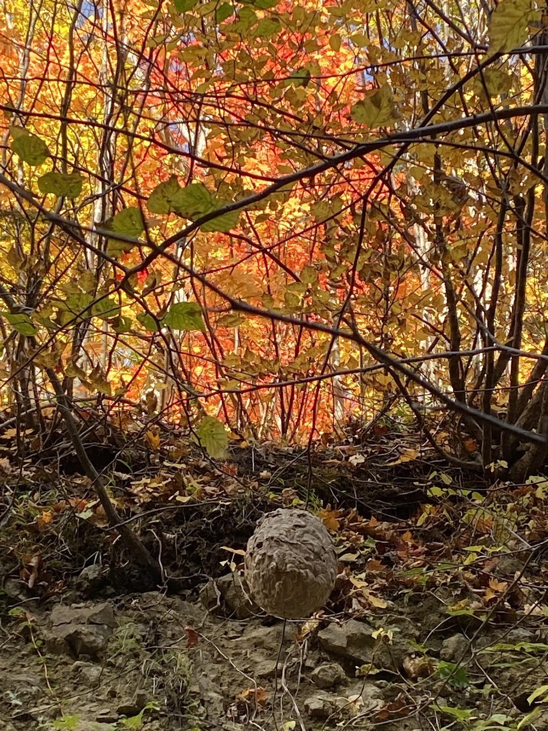 紅葉🍁真っ盛りのカムエボ⛰️⛰️ / kaoさんの神威岳の活動データ | YAMAP / ヤマップ