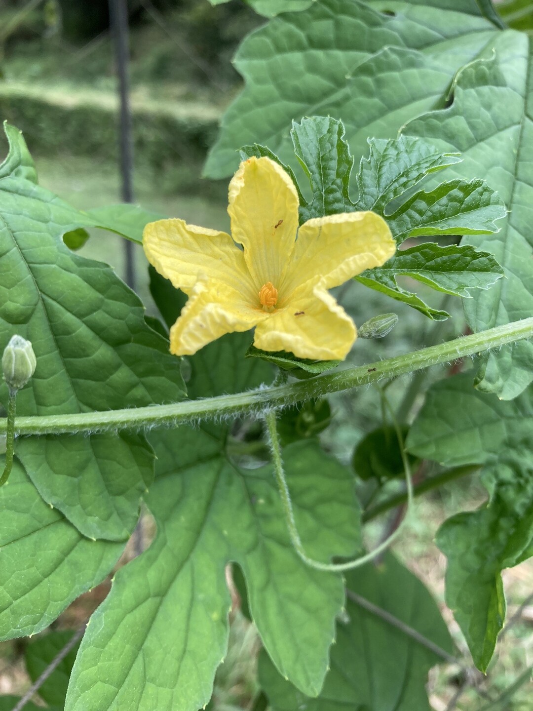 ゴーヤの成長する姿を見た♪ / skyloveさんのモーメント | YAMAP / ヤマップ