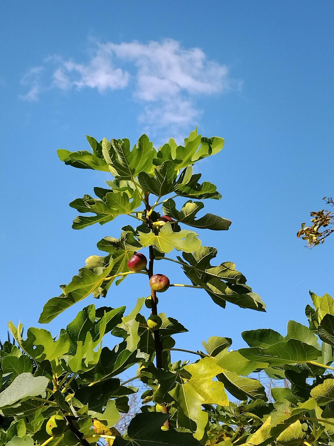 NIKErun壊、朝running-2023-10-31 / べにさんの登山の活動データ | YAMAP / ヤマップ