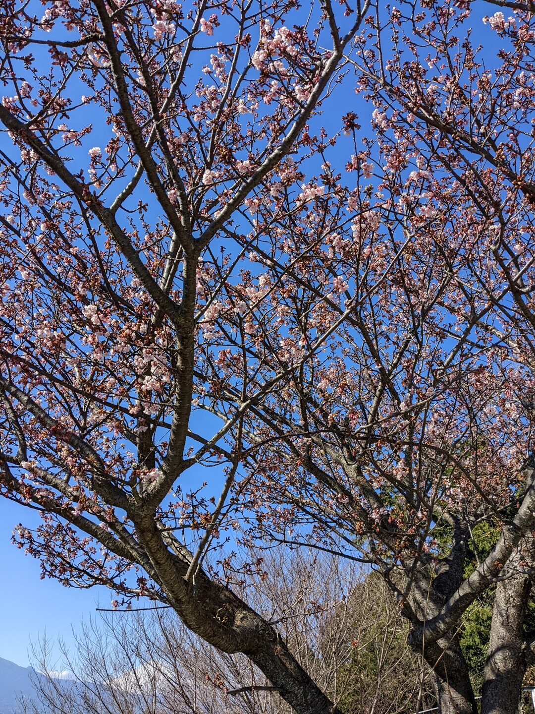 スギさんさんの投稿したフィールドメモ | YAMAP / ヤマップ