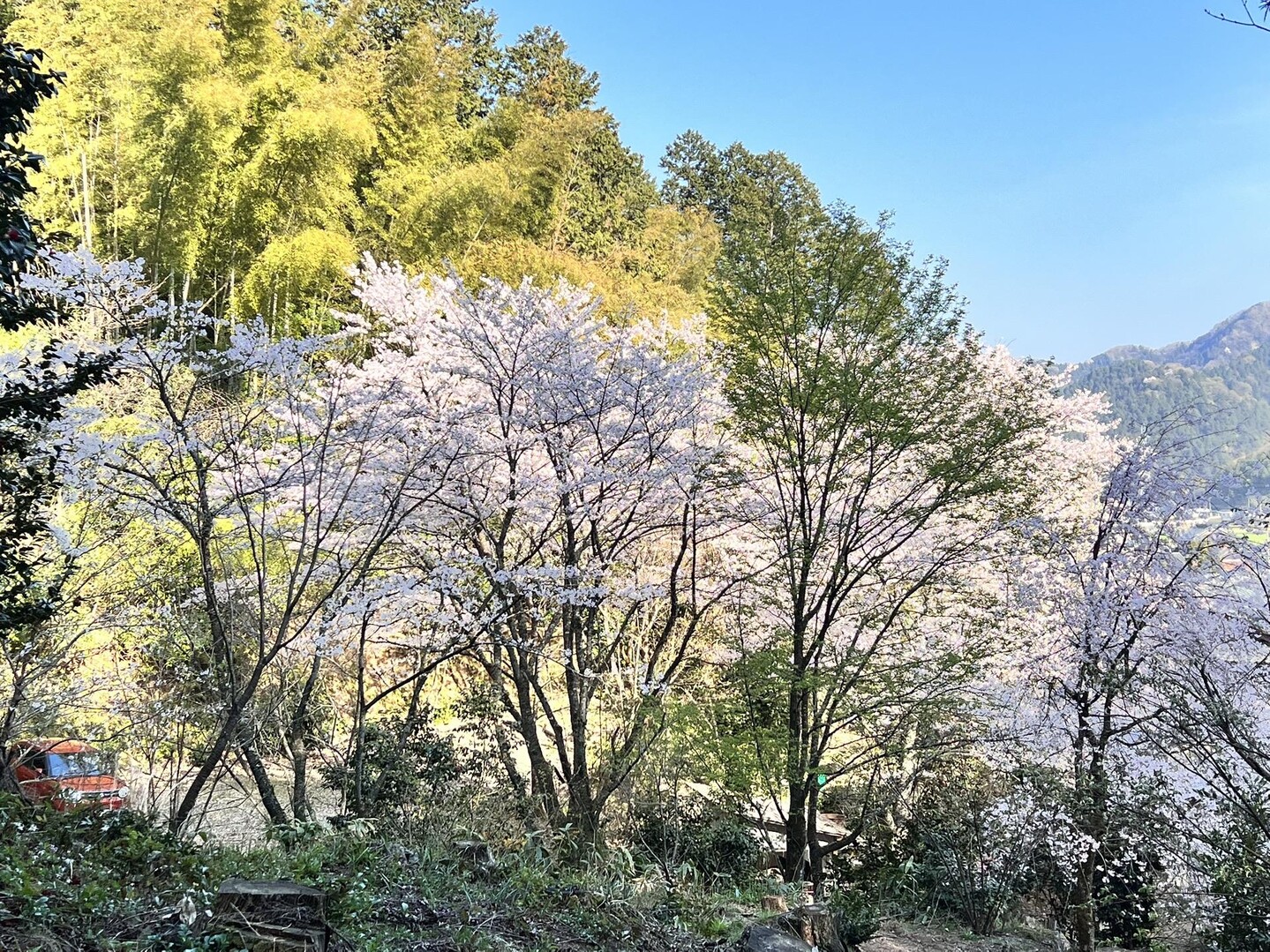 文殊山 / ma_han_mさんの文殊山の活動データ | YAMAP / ヤマップ