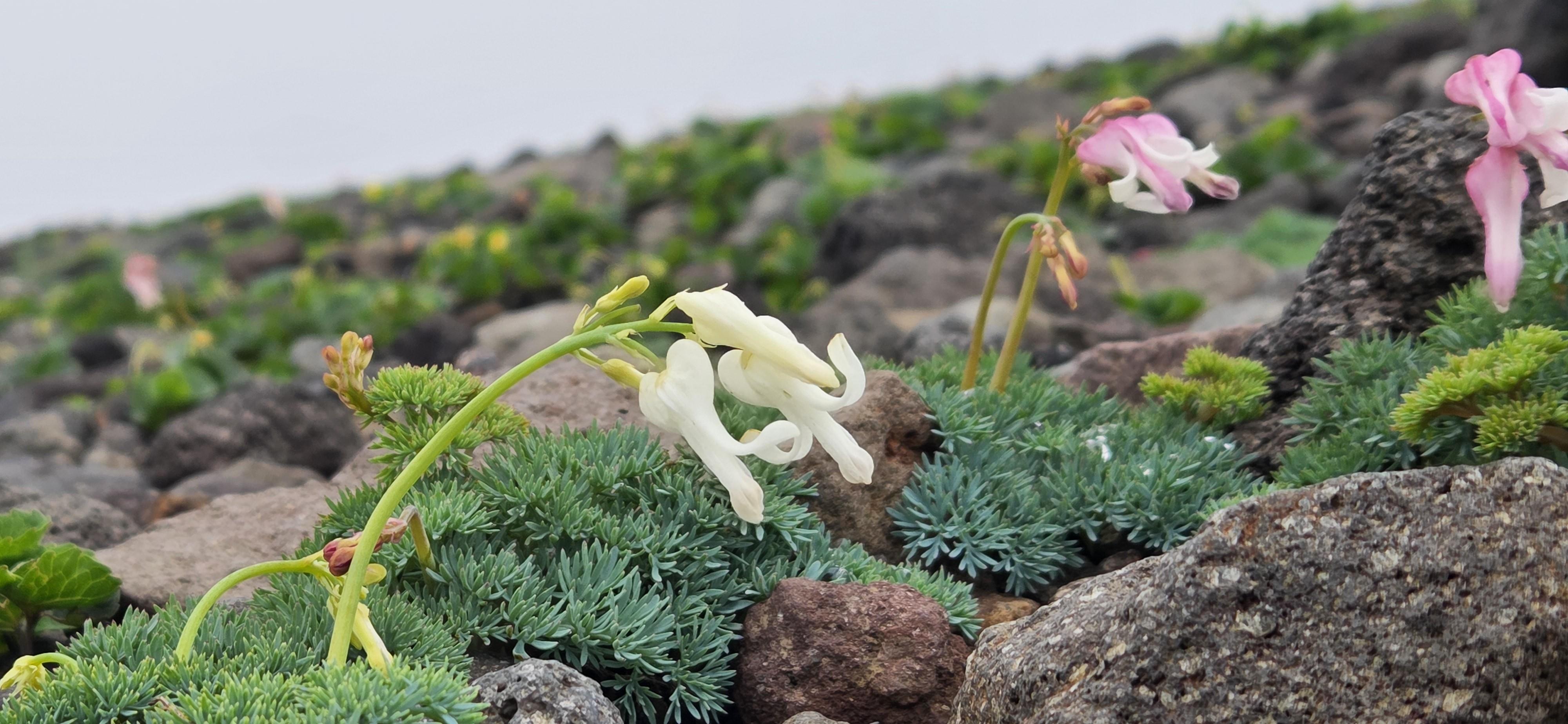 秋田駒ヶ岳。チングルマと白いコマクサ。 / hirohiroさんの秋田駒ヶ岳・男女岳・貝吹岳の活動日記 | YAMAP / ヤマップ