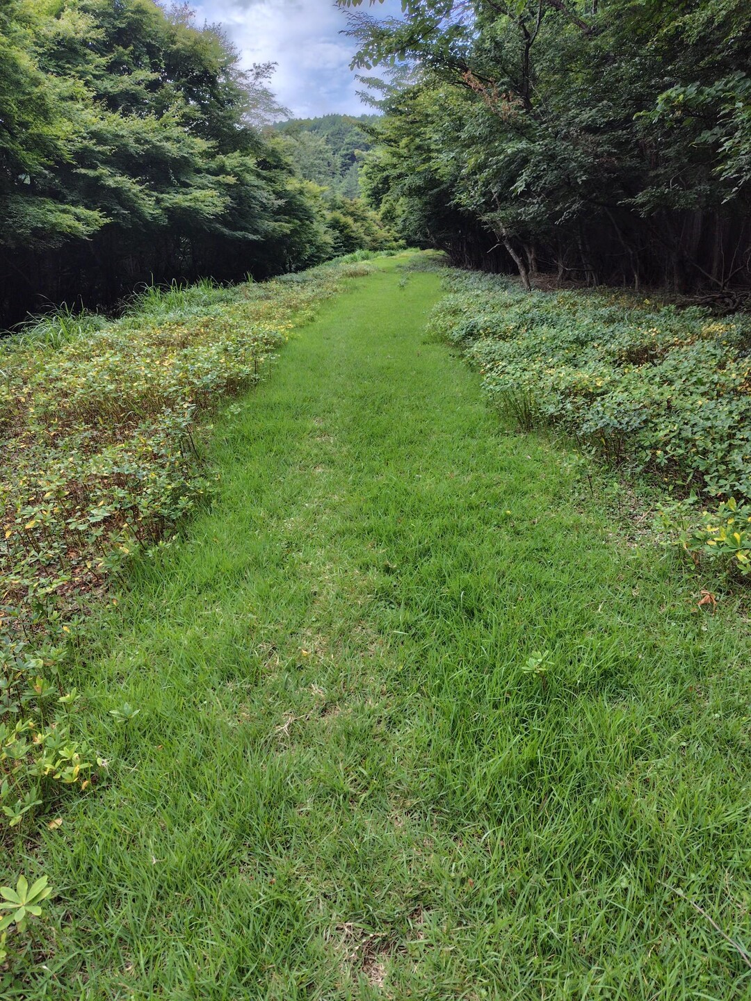 9.7km 明神ヶ岳（道了尊コース→奥ノ院コース） 2024/7/25 / tamiさんの金時山・明神ヶ岳の活動データ | YAMAP / ヤマップ