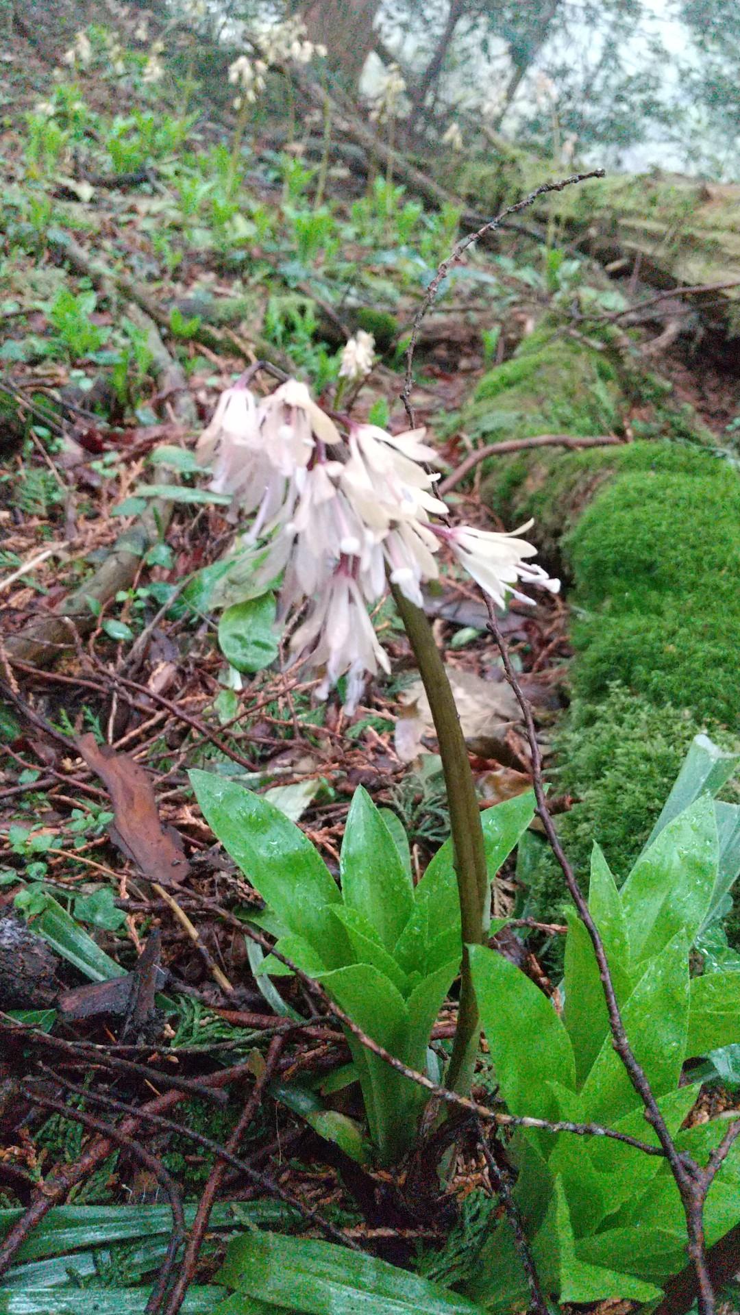 ショウジョウバカマはもう過ぎていた！ / mountzen さんの雷山・井原山の活動データ | YAMAP / ヤマップ