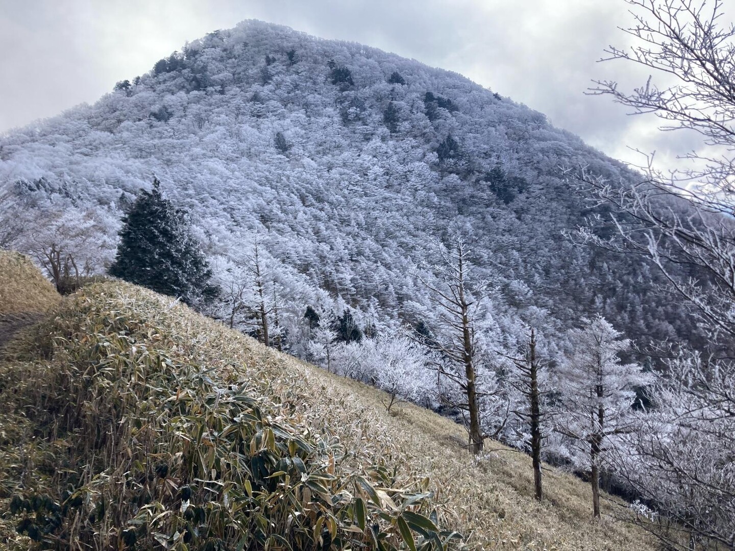 雪と霧氷 十枚山-下十枚山 / pagdoggyさんの十枚山の活動データ | YAMAP / ヤマップ