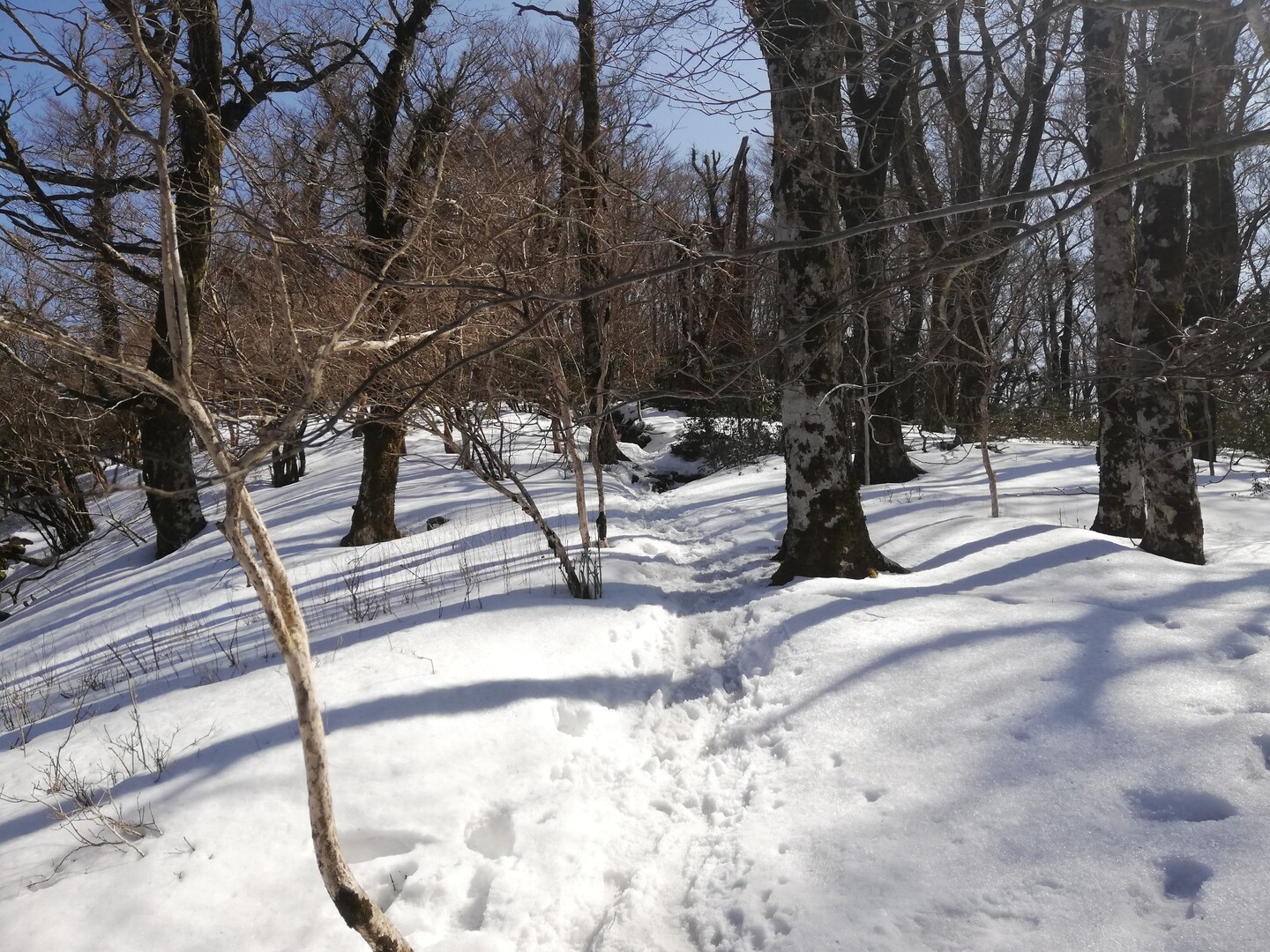 万三郎岳（天城山）・万二郎岳（天城山） / fuji yanさんの天城山・鉢ノ山・三筋山の活動データ | YAMAP / ヤマップ