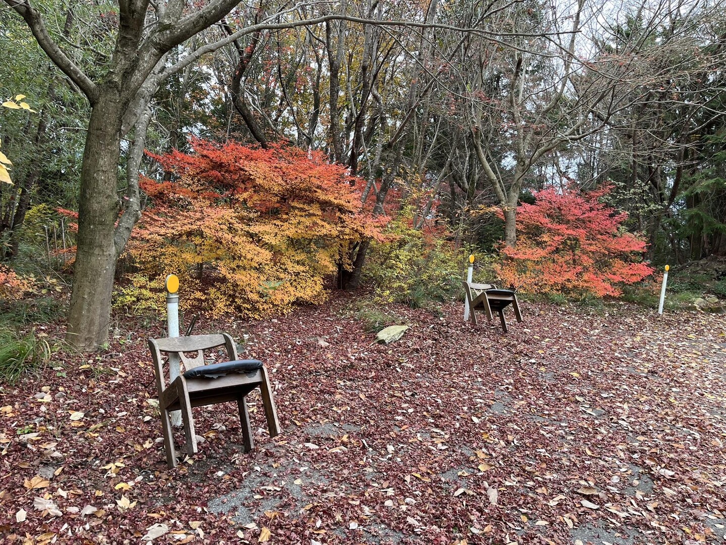 200%チャレンジPart2 荒神山Cコース / kazumiさんの荒神山の活動データ | YAMAP / ヤマップ
