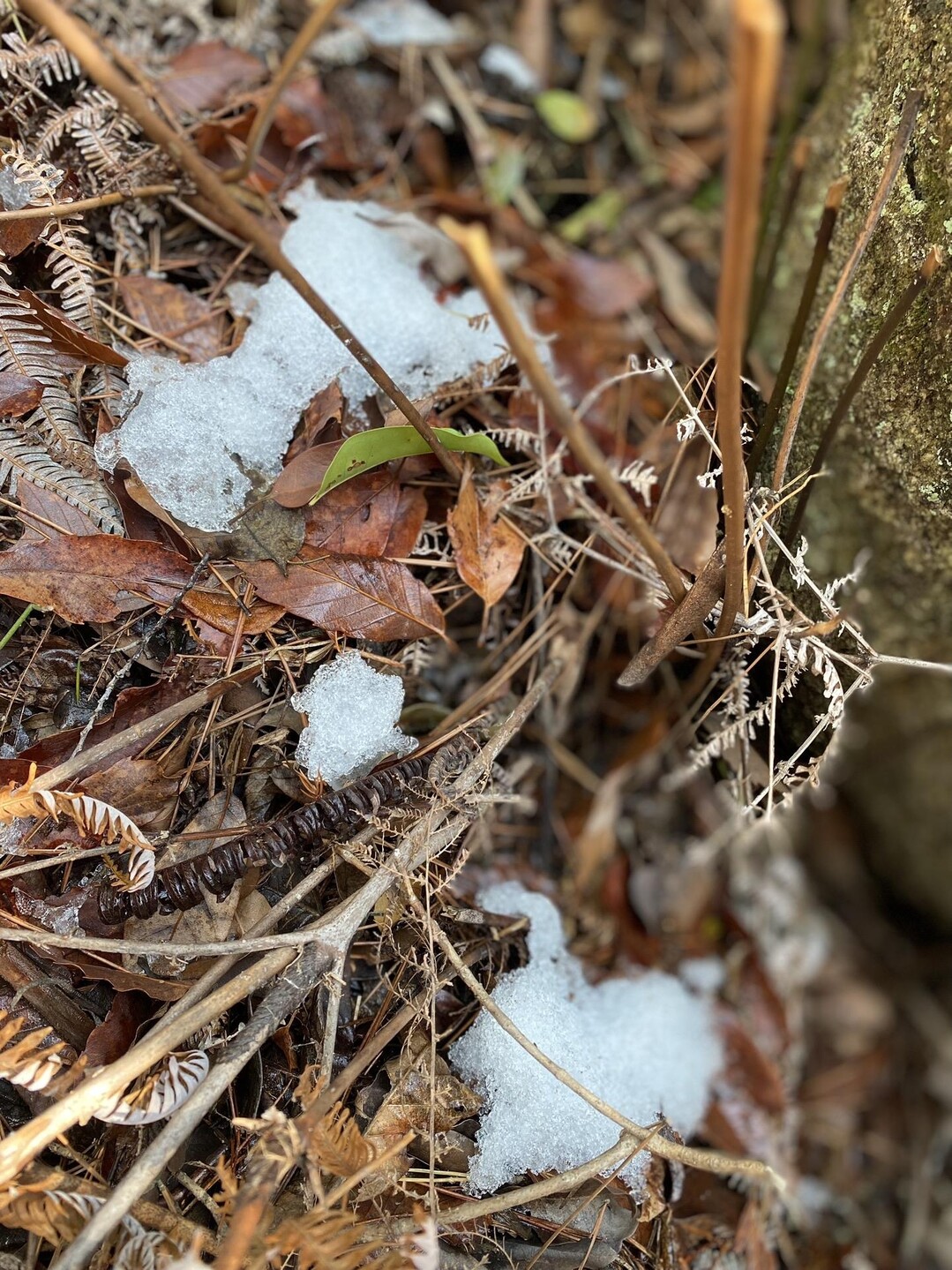 今日は暖かいので高尾山グルリして来ました... / 広島100山さんのモーメント | YAMAP / ヤマップ