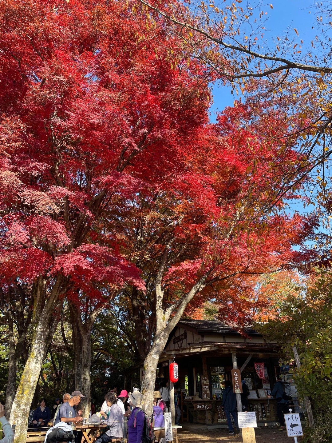 高尾山・神変山 / hal0330さんの高尾山・陣馬山・景信山の活動データ | YAMAP / ヤマップ