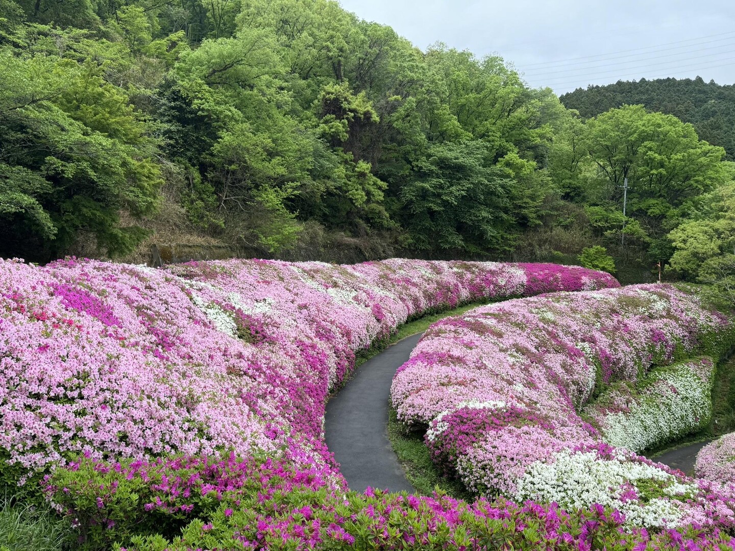 神津嶽・旗立山 / mattさんの生駒山・神津嶽・大原山の活動データ | YAMAP / ヤマップ