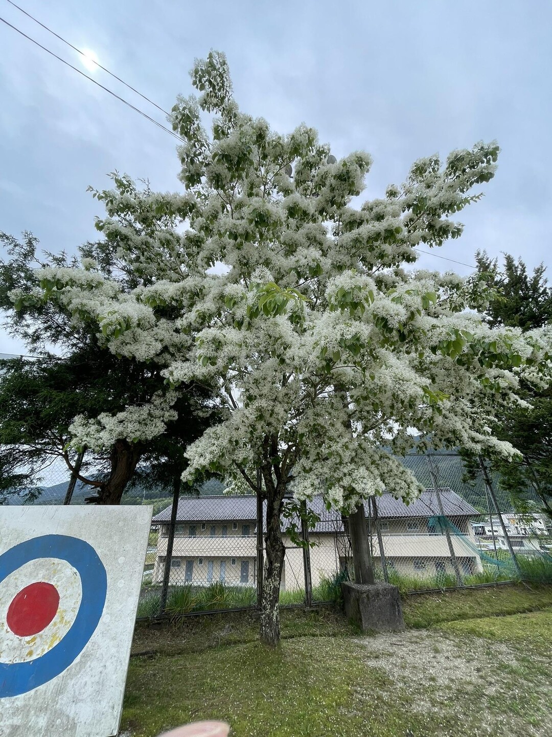 なんじゃもんじゃの木🌲 名前は何となく... / mattさんのモーメント | YAMAP / ヤマップ