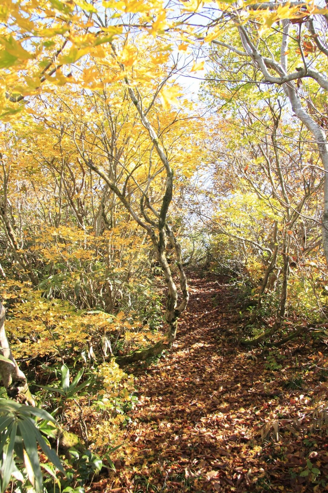 宝珠山～菱ヶ岳～290号線周回 / わ～さんの五頭山・菱ヶ岳・宝珠山の活動データ | YAMAP / ヤマップ
