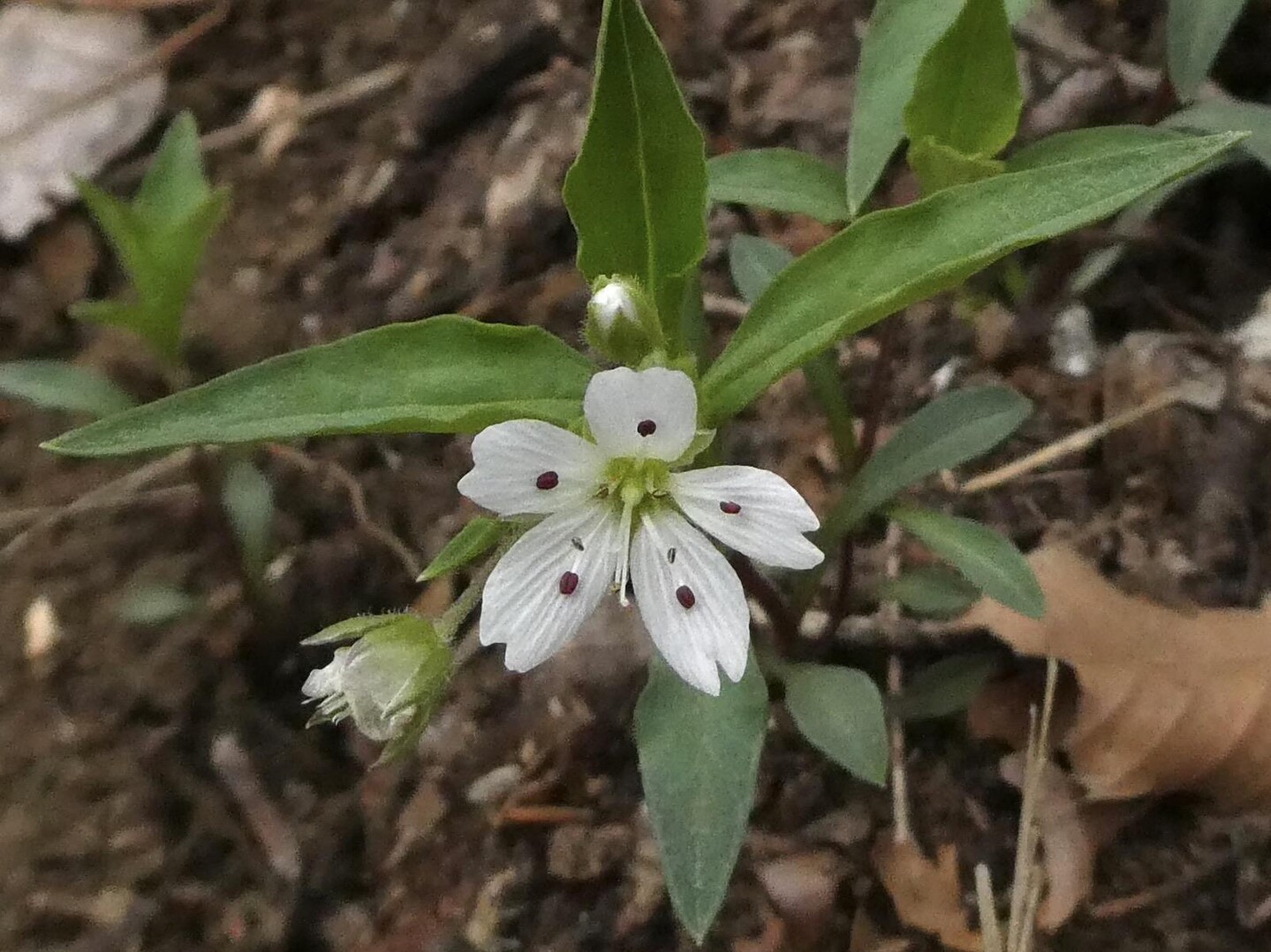都立小宮公園はワダソウが見頃でした。ボラ... / skipさんのモーメント | YAMAP / ヤマップ