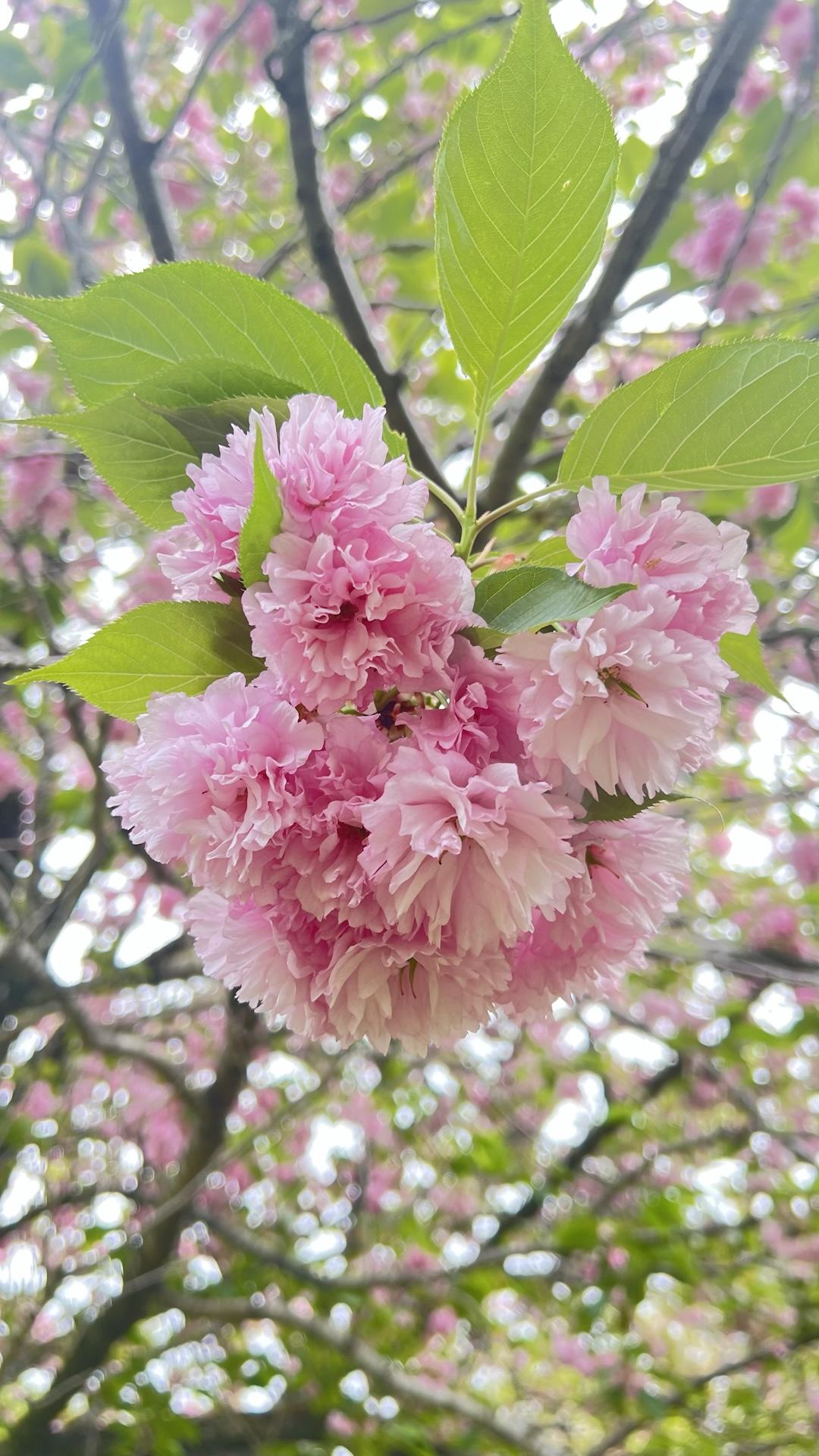 弘法山・ジンギスカン / yama__tabiさんの八国見山・頭高山の活動データ | YAMAP / ヤマップ