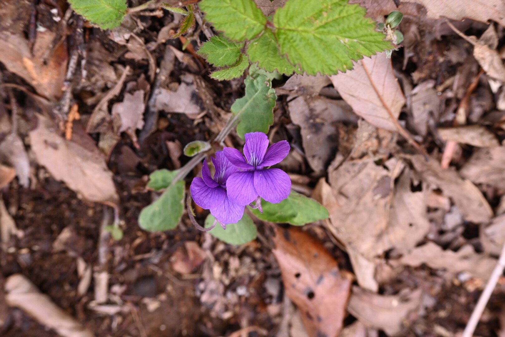 南高尾のスミレその2 ①②③アカネスミ... / TAKKUNさんのモーメント | YAMAP / ヤマップ