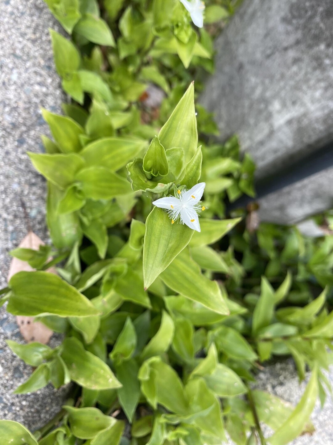 トキワツユクサ 白いツユクサって初めて見... / にんにんさんのモーメント | YAMAP / ヤマップ
