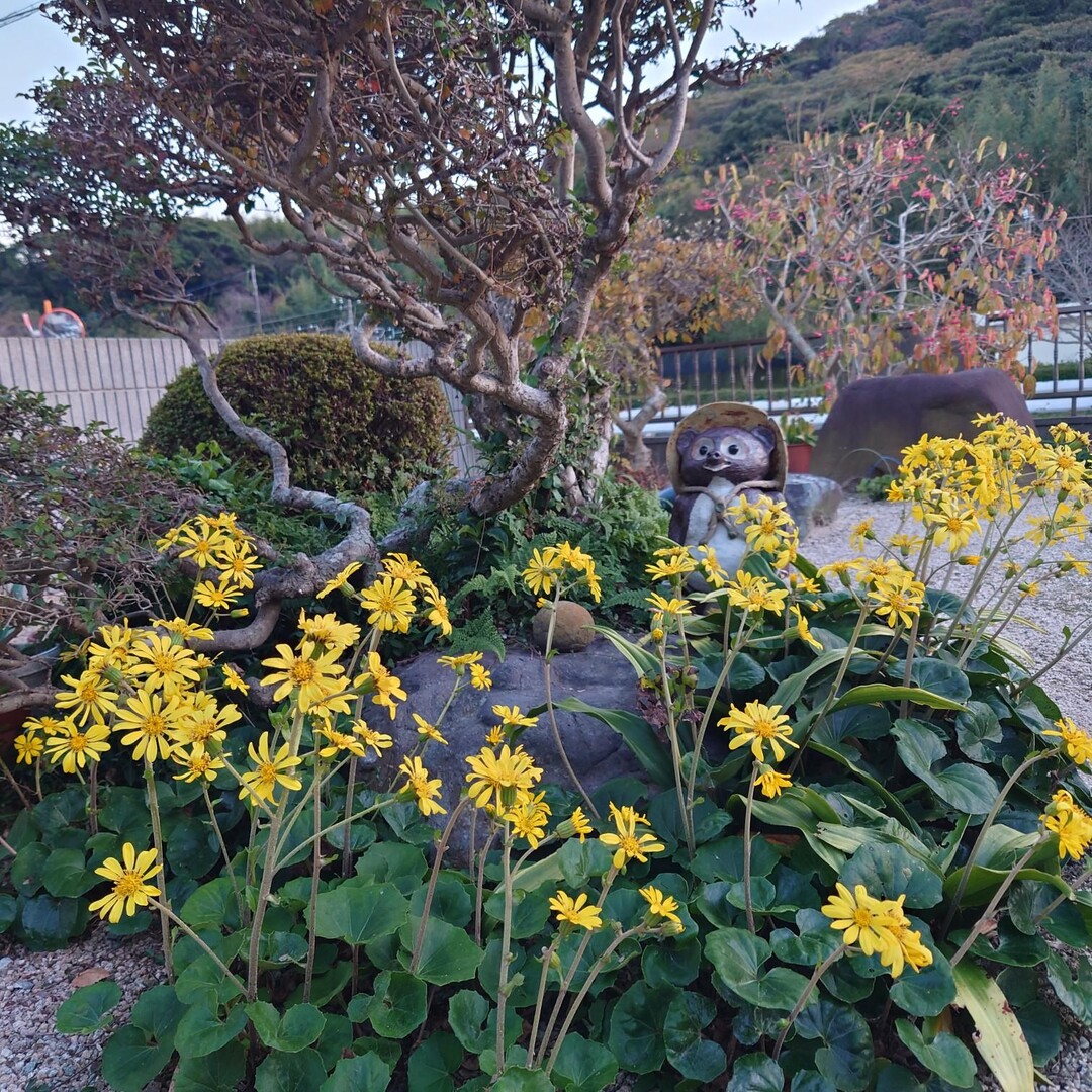 我が家の庭は今、ツワブキの花が満開です ... / Amiババさんのモーメント | YAMAP / ヤマップ