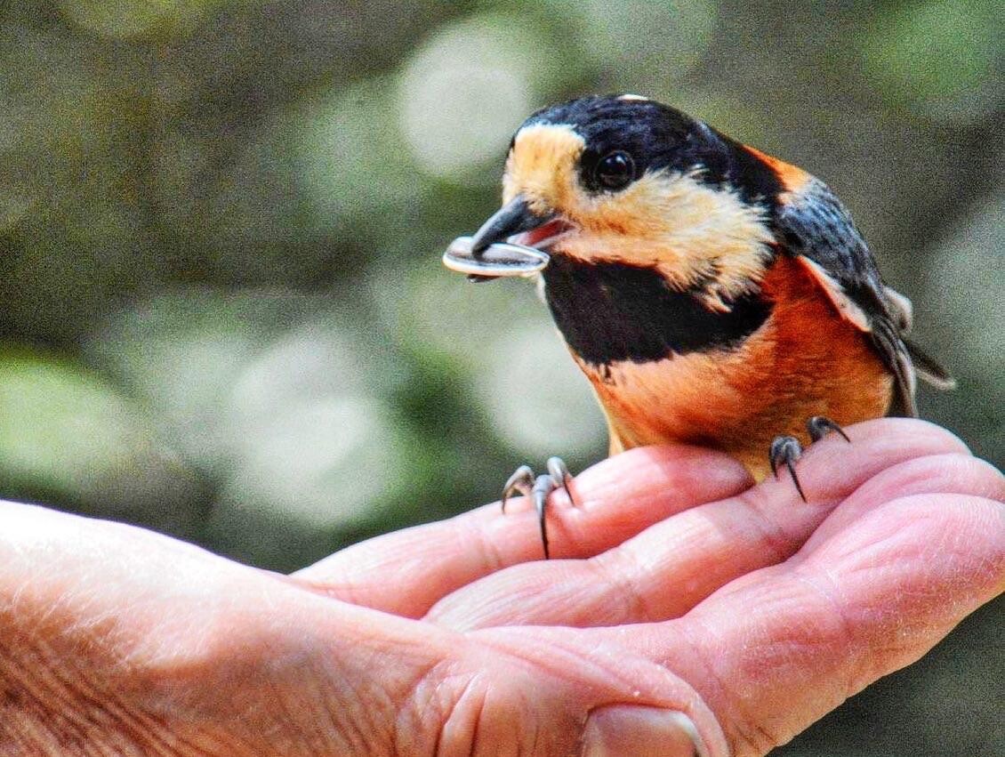 久しぶりの深山公園 玉野市深山公園に海... / tomyさんのモーメント | YAMAP / ヤマップ