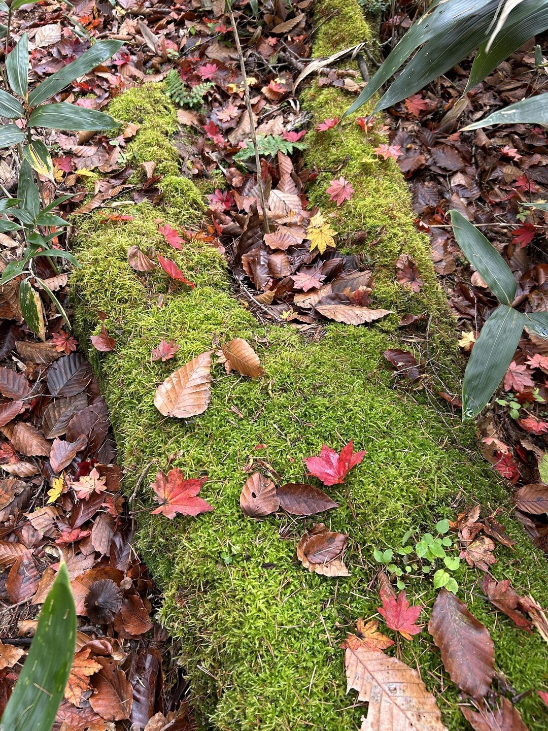 ブナの黄葉 モミジの紅葉 山遊び / いちごさんの武尊山・鹿俣山・尼ヶ禿山の活動データ | YAMAP / ヤマップ