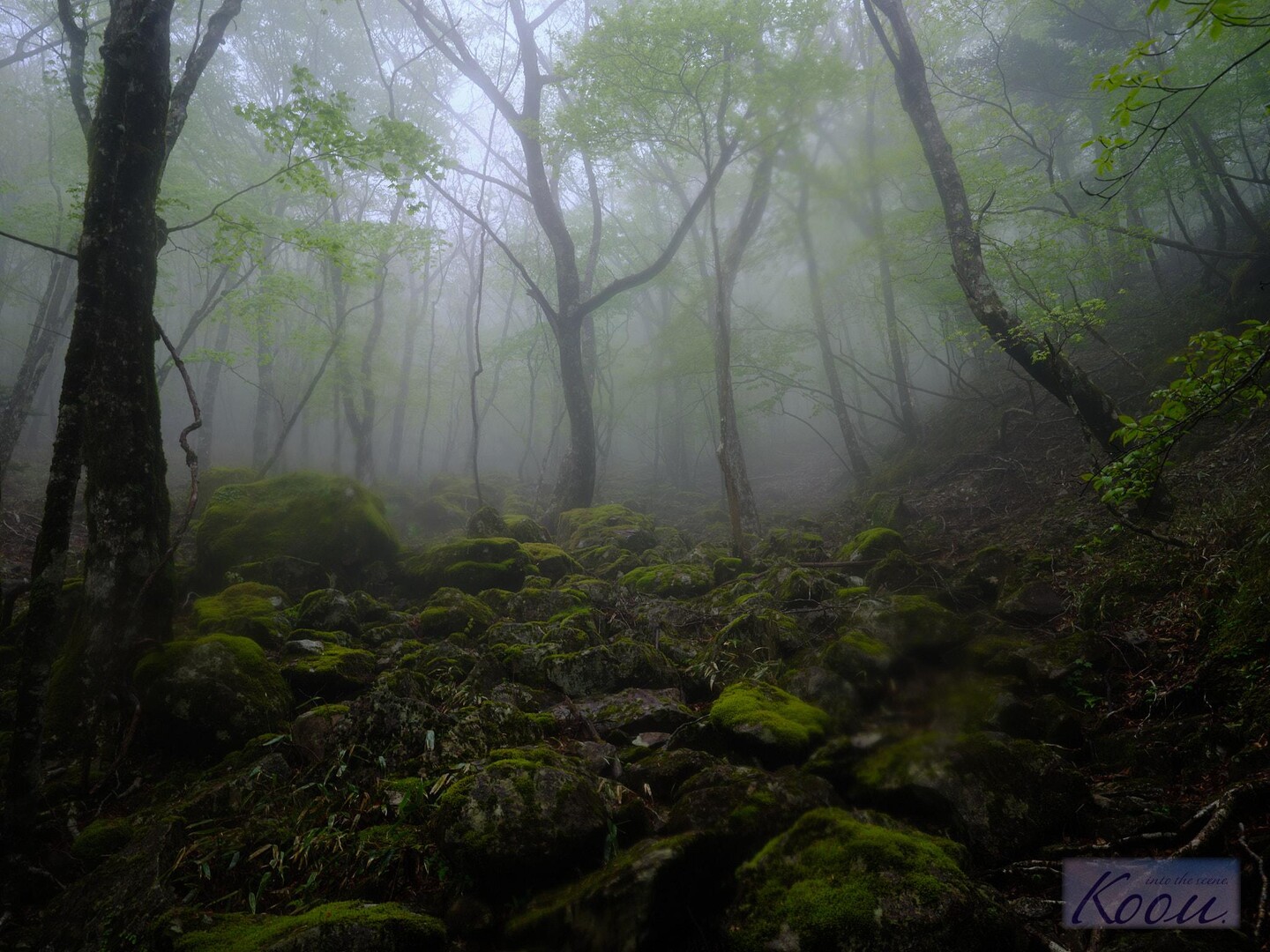大杉谷から大台ヶ原 / Koou.さんの大台ヶ原山・日出ヶ岳・大杉谷の活動データ | YAMAP / ヤマップ